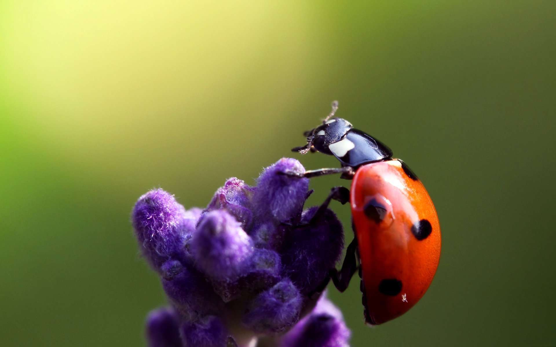 Download Animal Ladybug HD Wallpaper