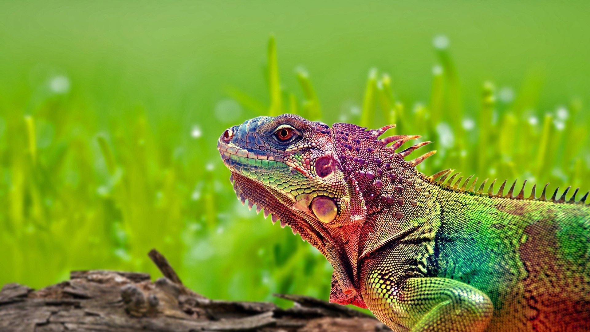 Download Animal Iguana HD Wallpaper | 1920x1080 | Wallpaper Abyss