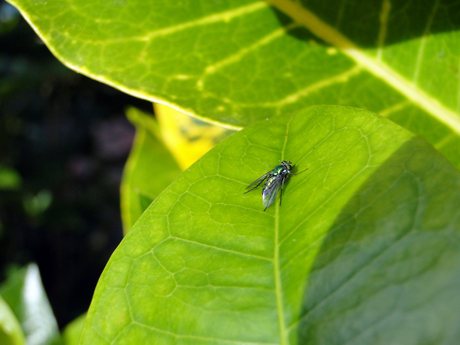 Download Animal Fly HD Wallpaper by keyshin