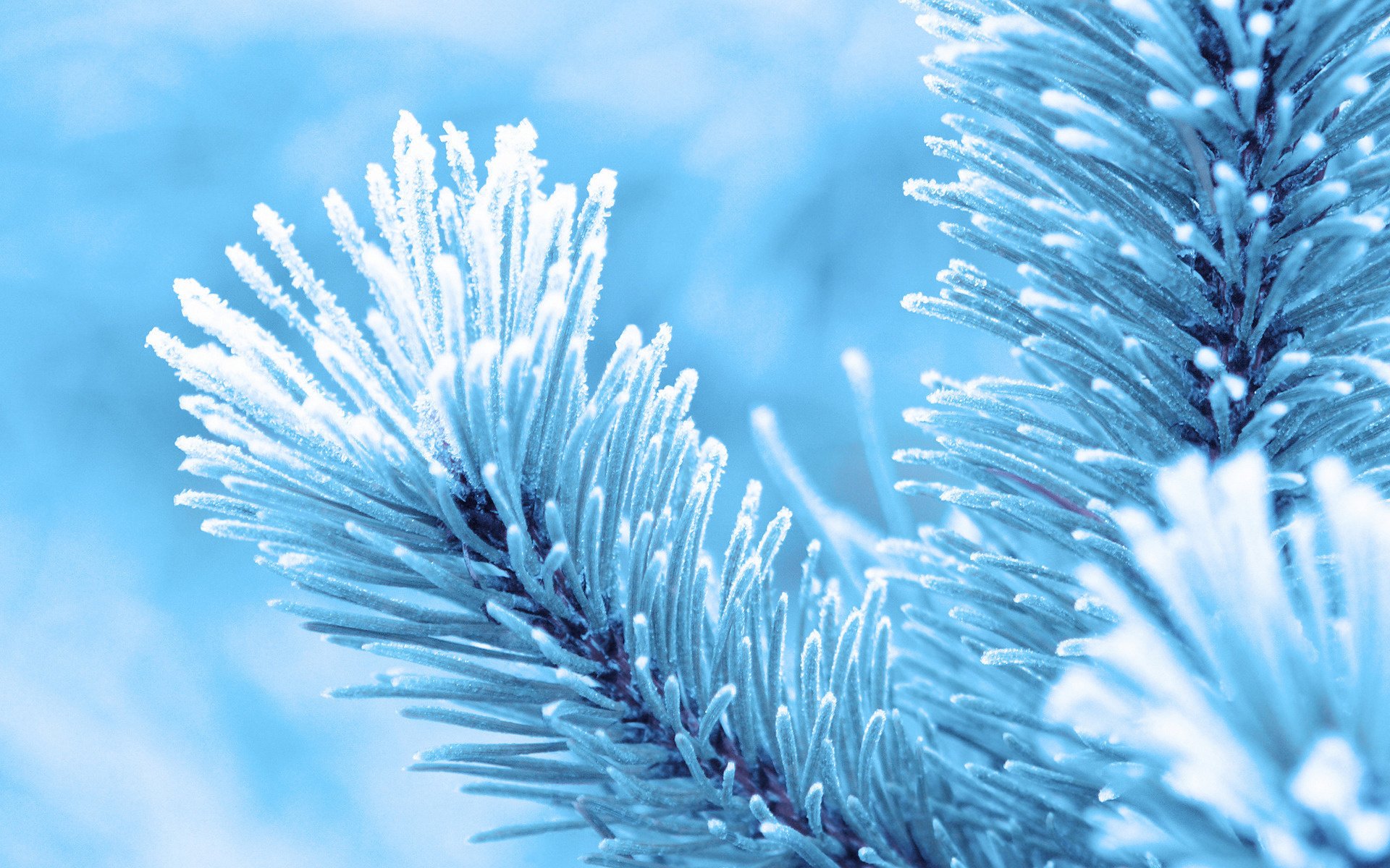 Winter's Embrace: HD Close-Up Nature Photography | 1920x1200 ...