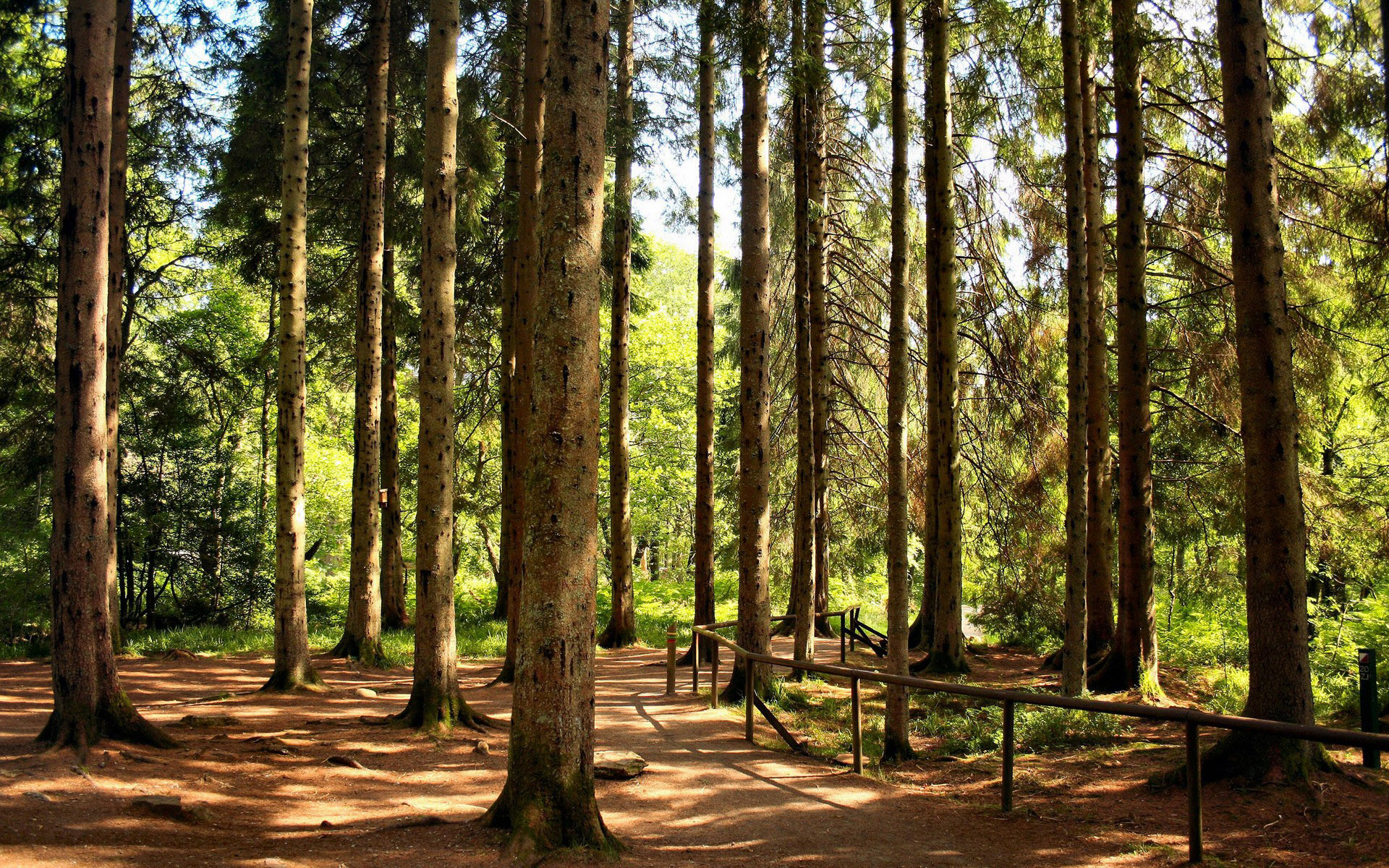 Download Nature Forest HD Wallpaper