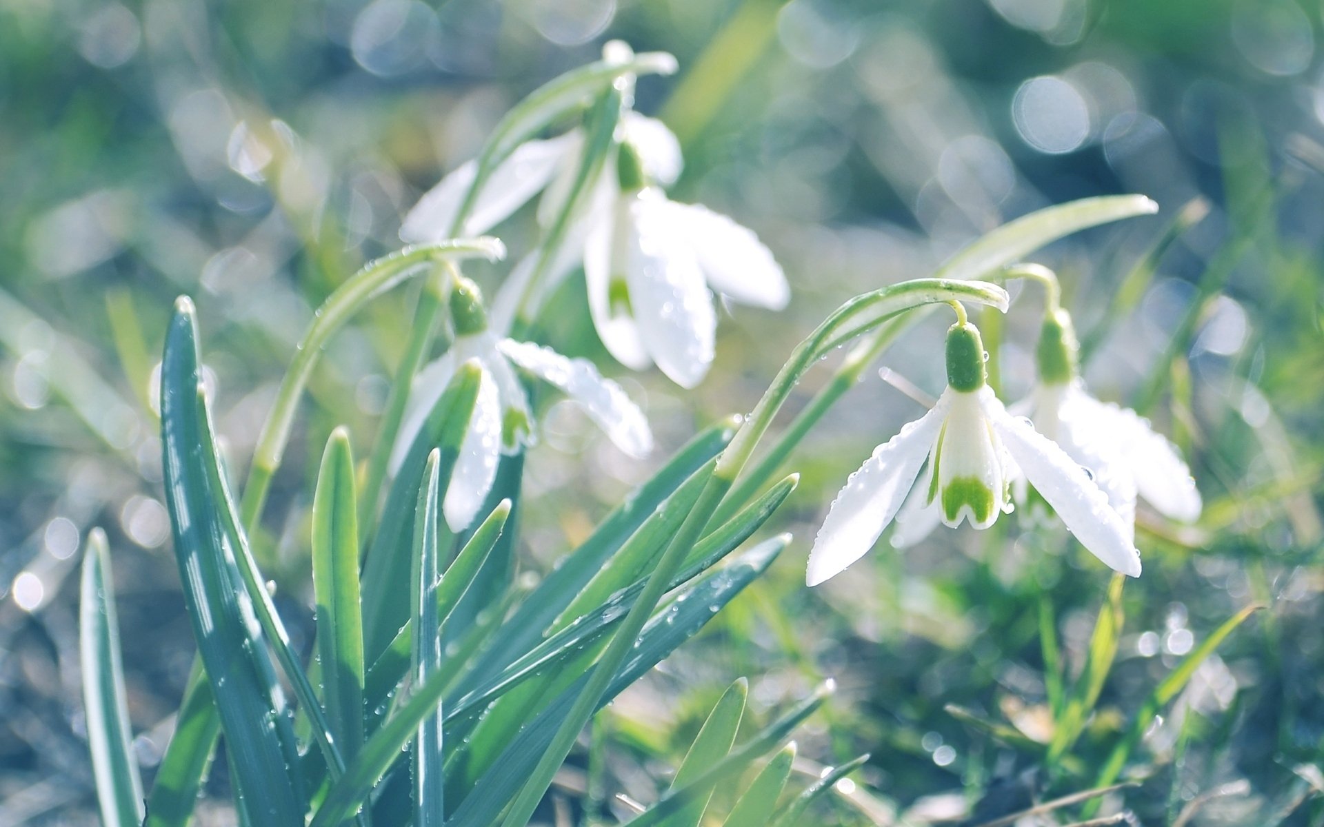 Download Flower Nature Snowdrop HD Wallpaper