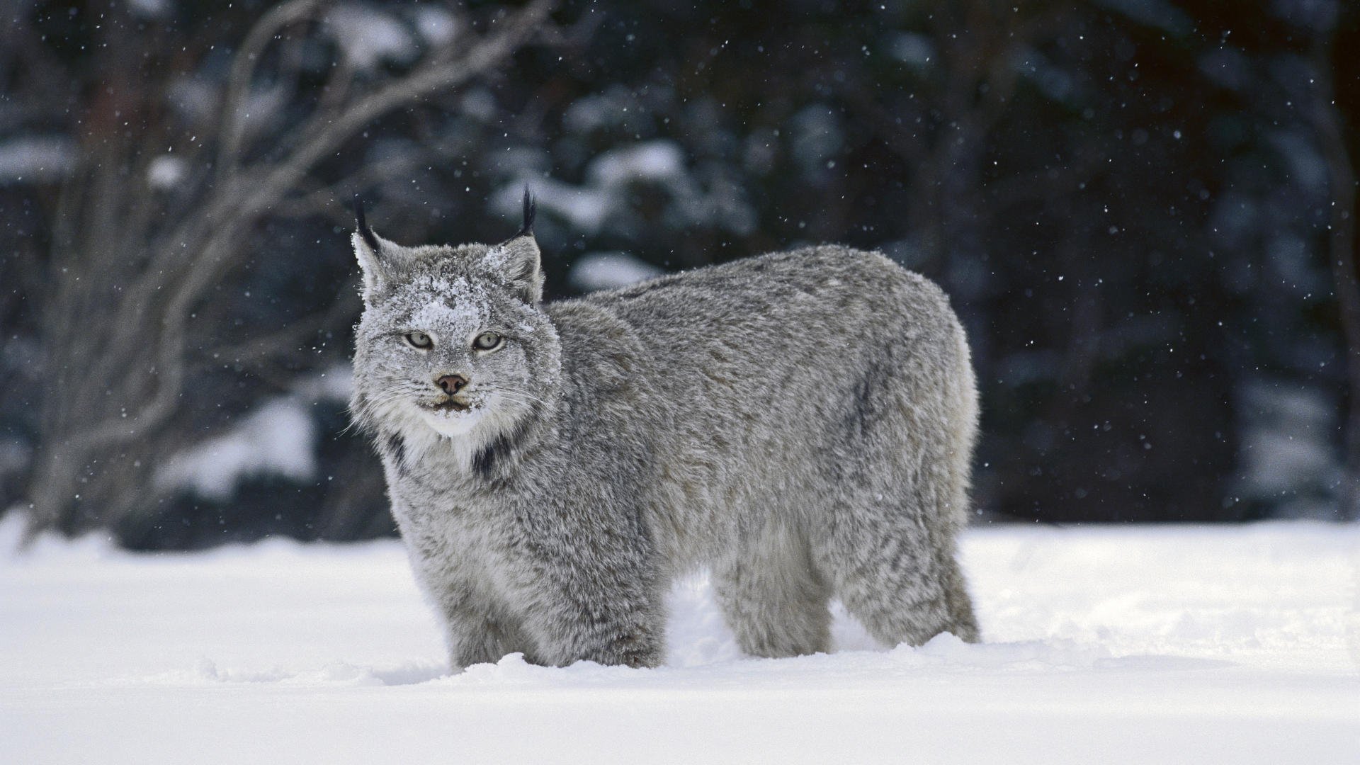 Download Animal Lynx HD Wallpaper