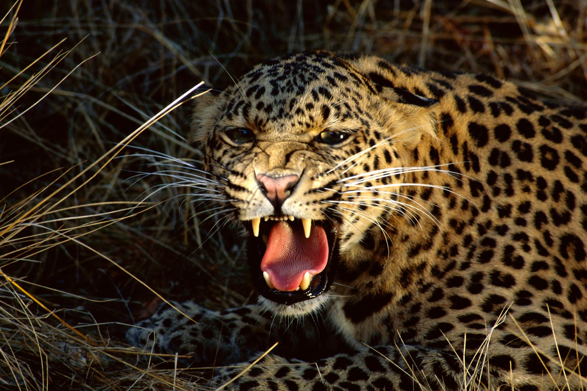 Download Animal Leopard HD Wallpaper