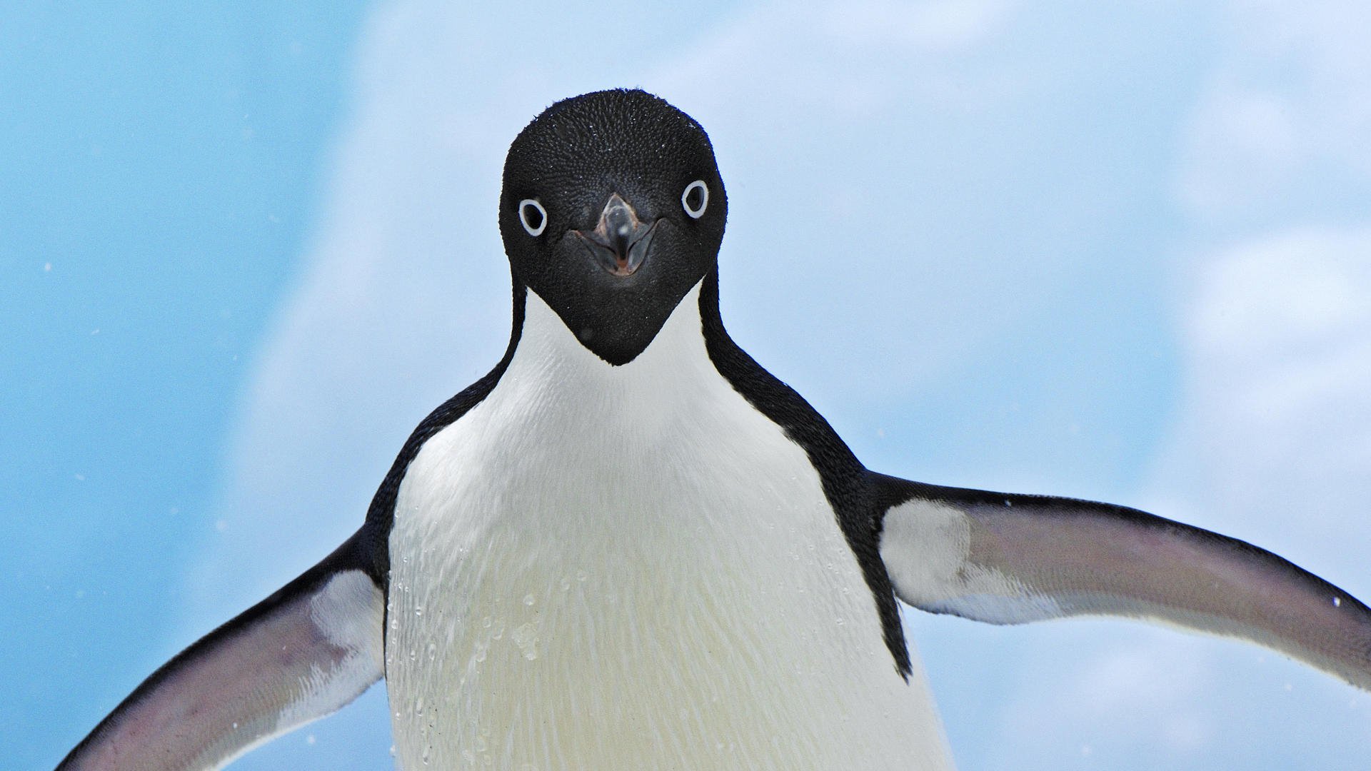 Download Animal Penguin HD Wallpaper