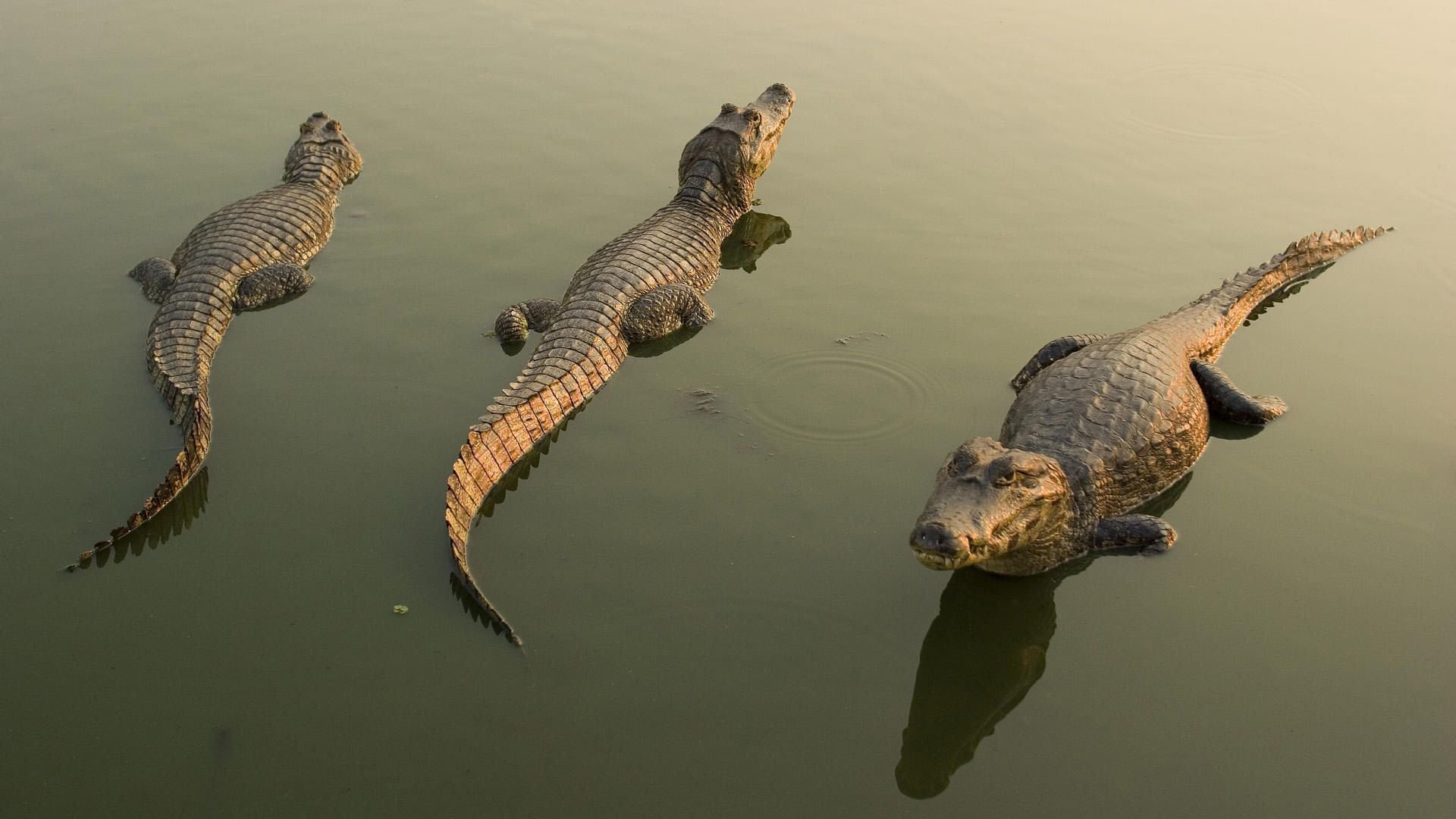 Majestic Crocodiles in HD: Nature’s Silent Hunters