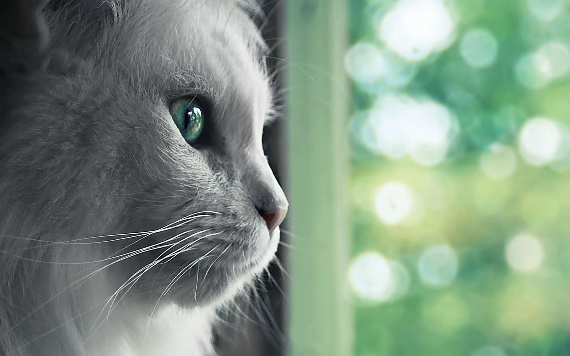 Cat HD Wallpaper