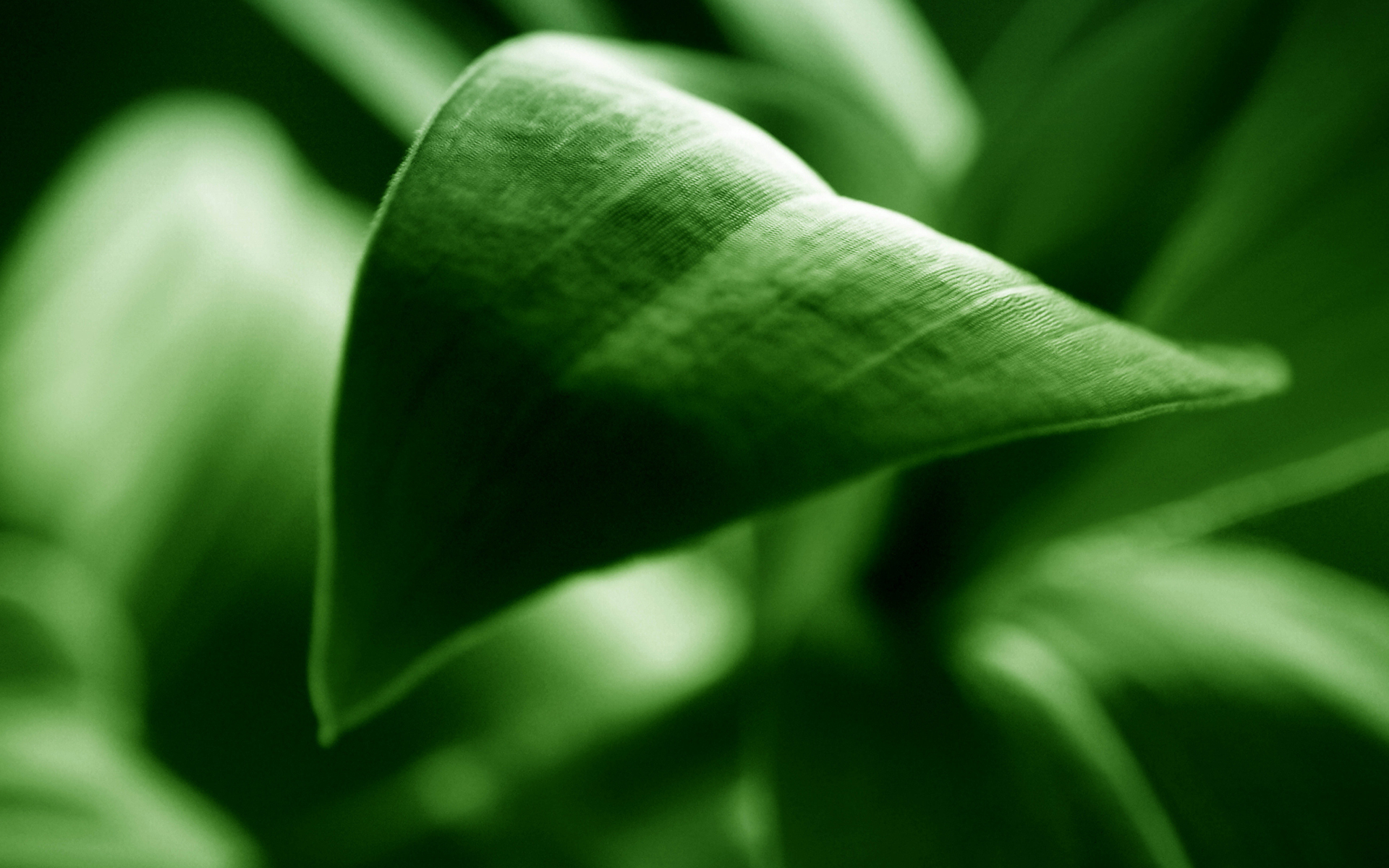 Download Nature Leaf HD Wallpaper