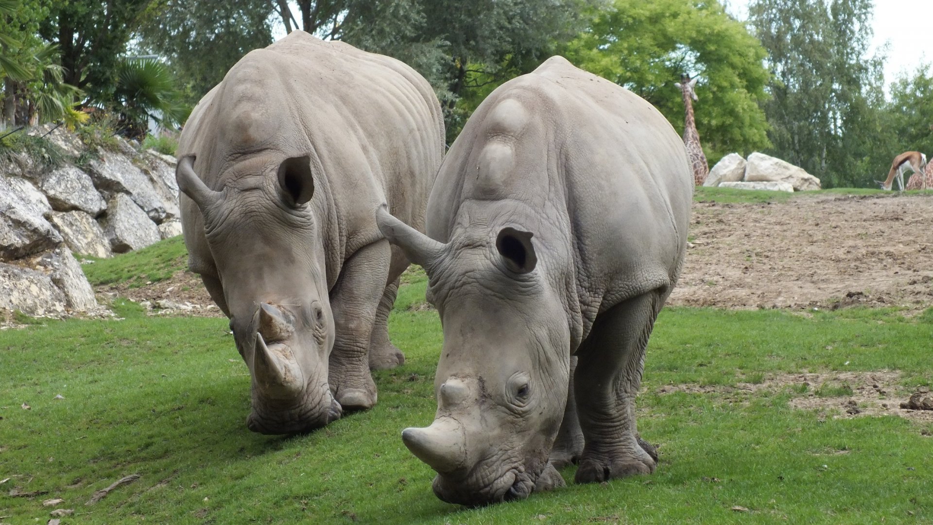 Majestic Rhinos in HD: A Wild Animal Wallpaper Wonder