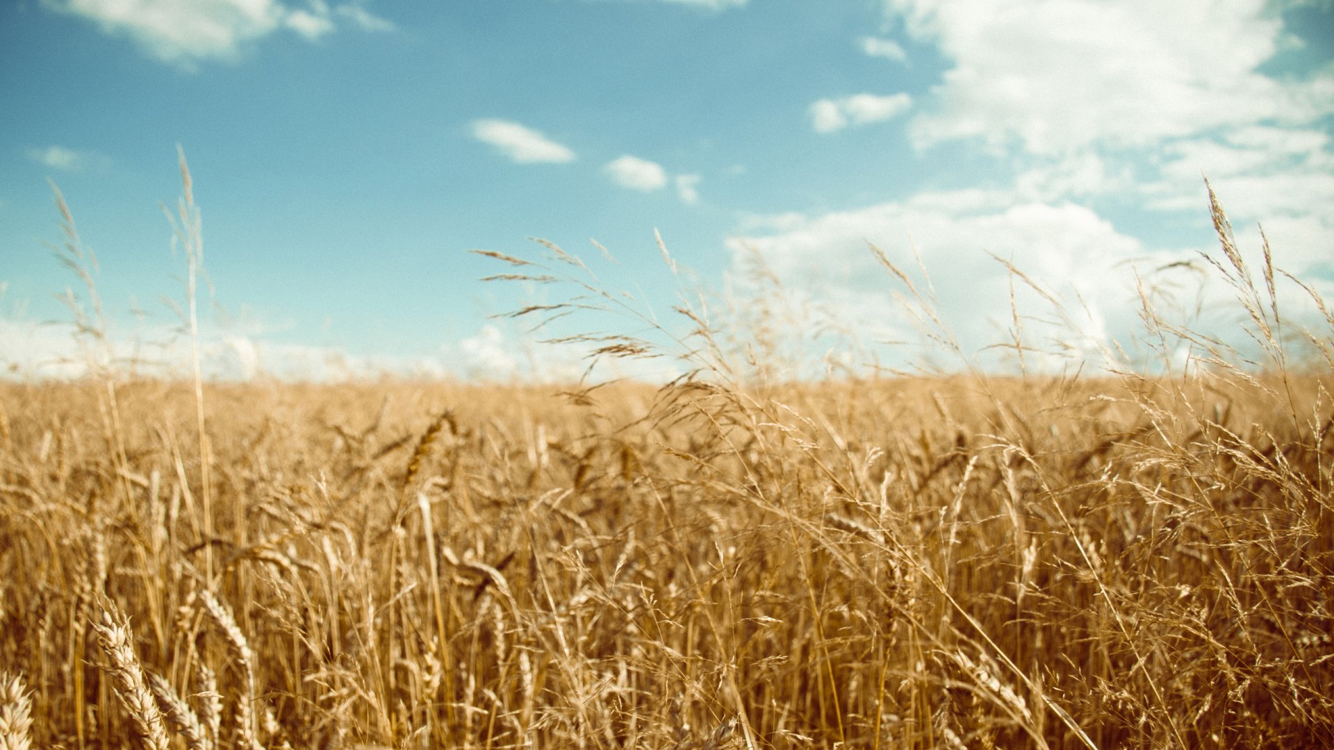 Download Nature Wheat HD Wallpaper | 2560x1440 | Wallpaper Abyss