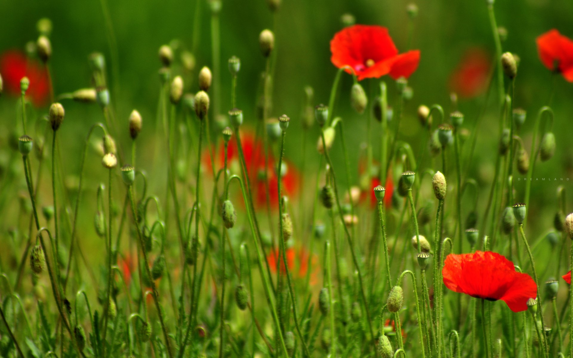 Download Flower Nature Poppy HD Wallpaper | 2560x1600 | Wallpaper Abyss