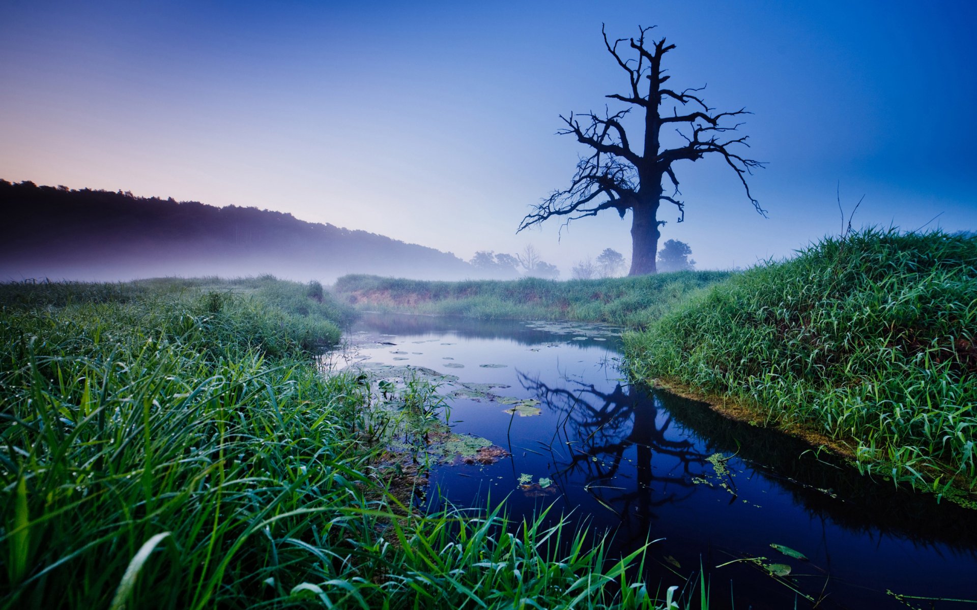 Download Nature Tree HD Wallpaper | 2560x1600 | Wallpaper Abyss