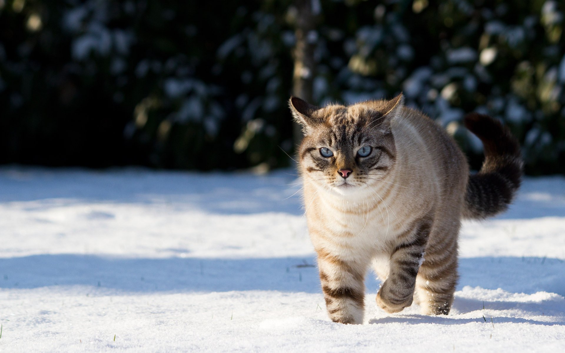 Majestic Snow Cat HD Wallpaper