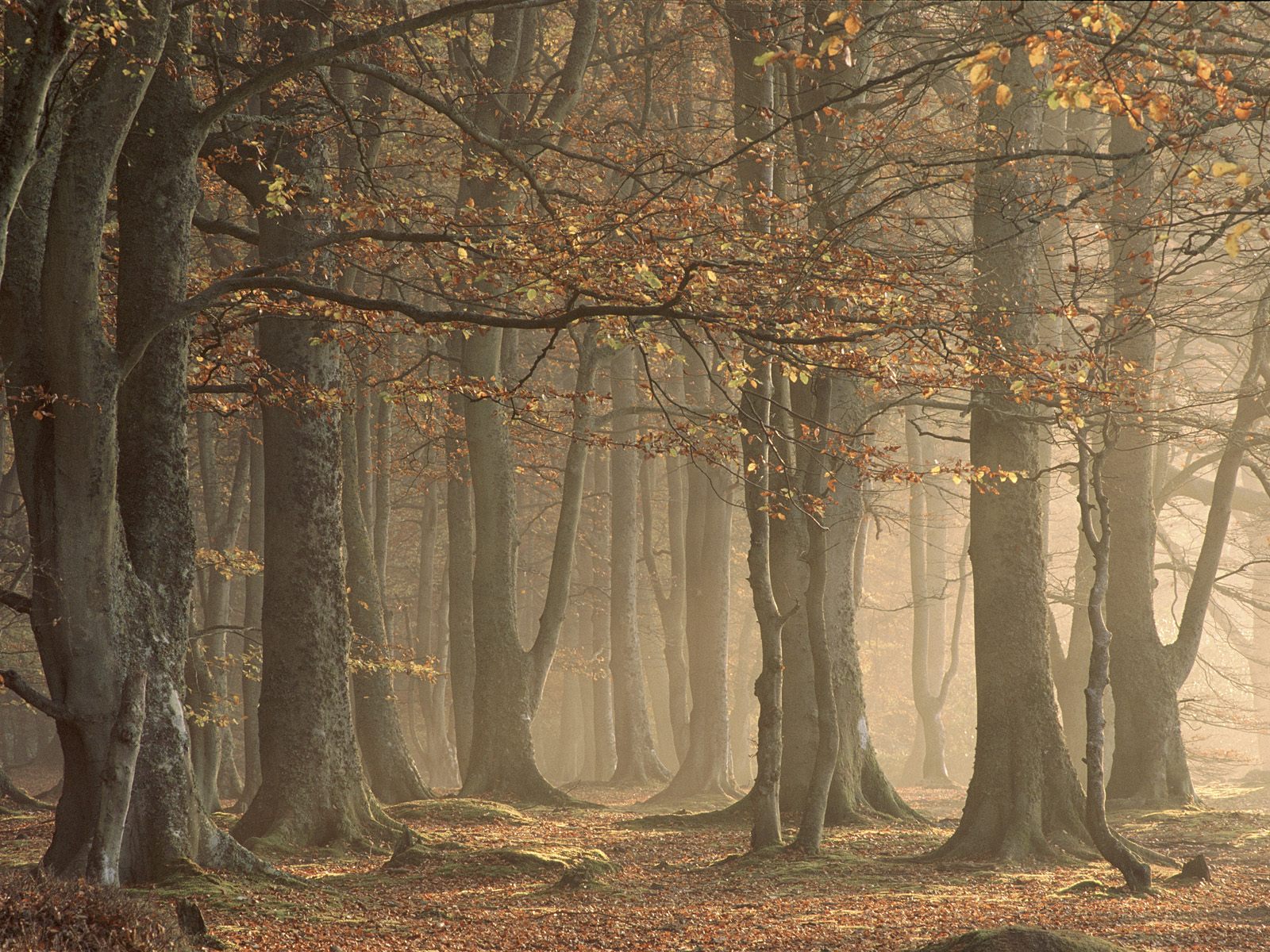 Serene Forest Bliss - HD Wallpaper