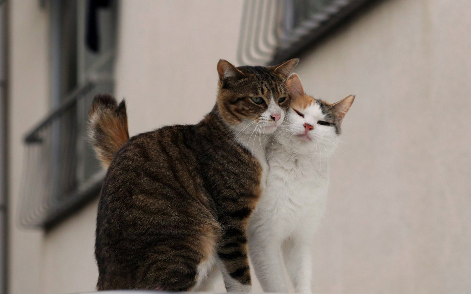 Love Cat Wallpaper