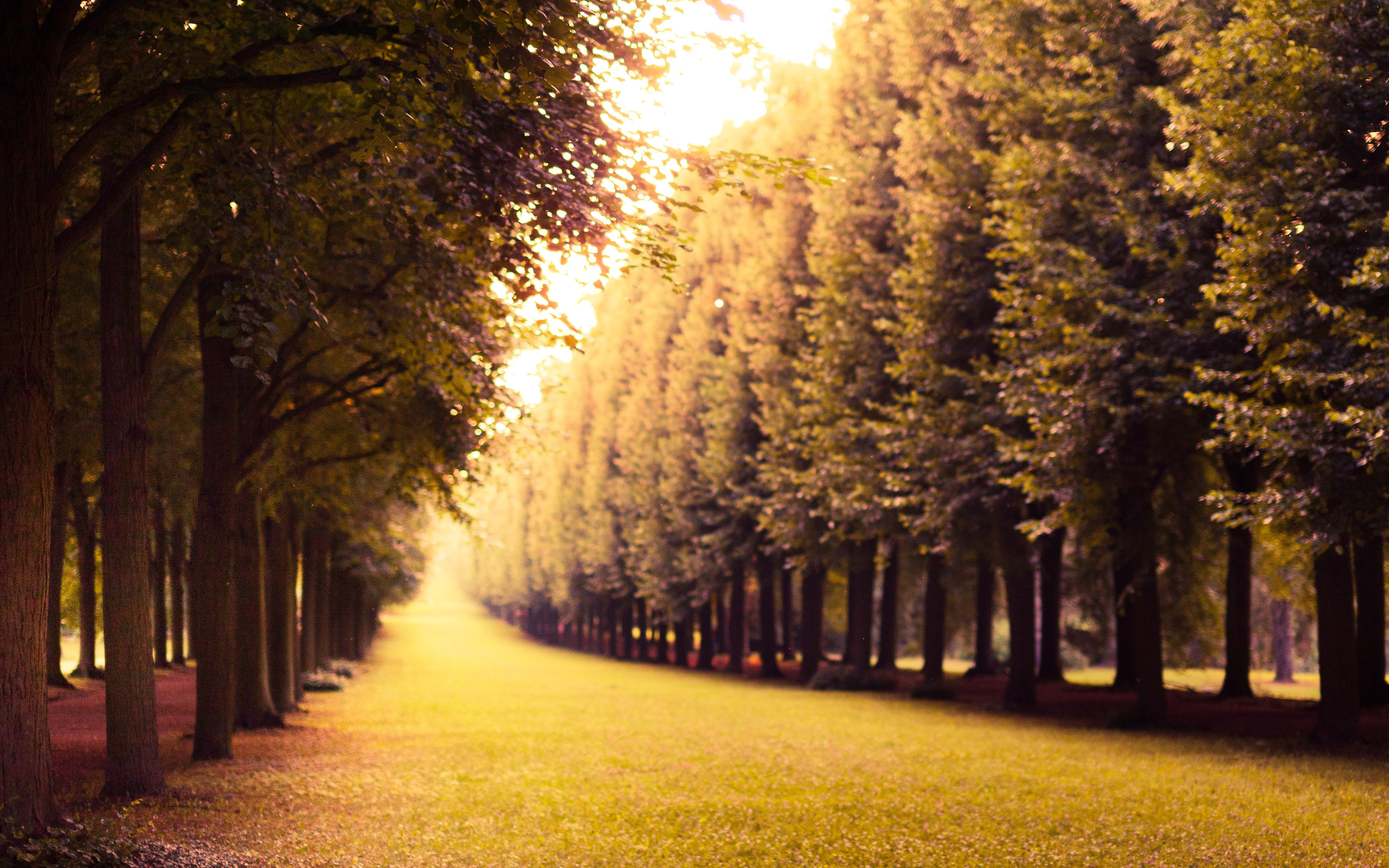 Download Nature Path HD Wallpaper