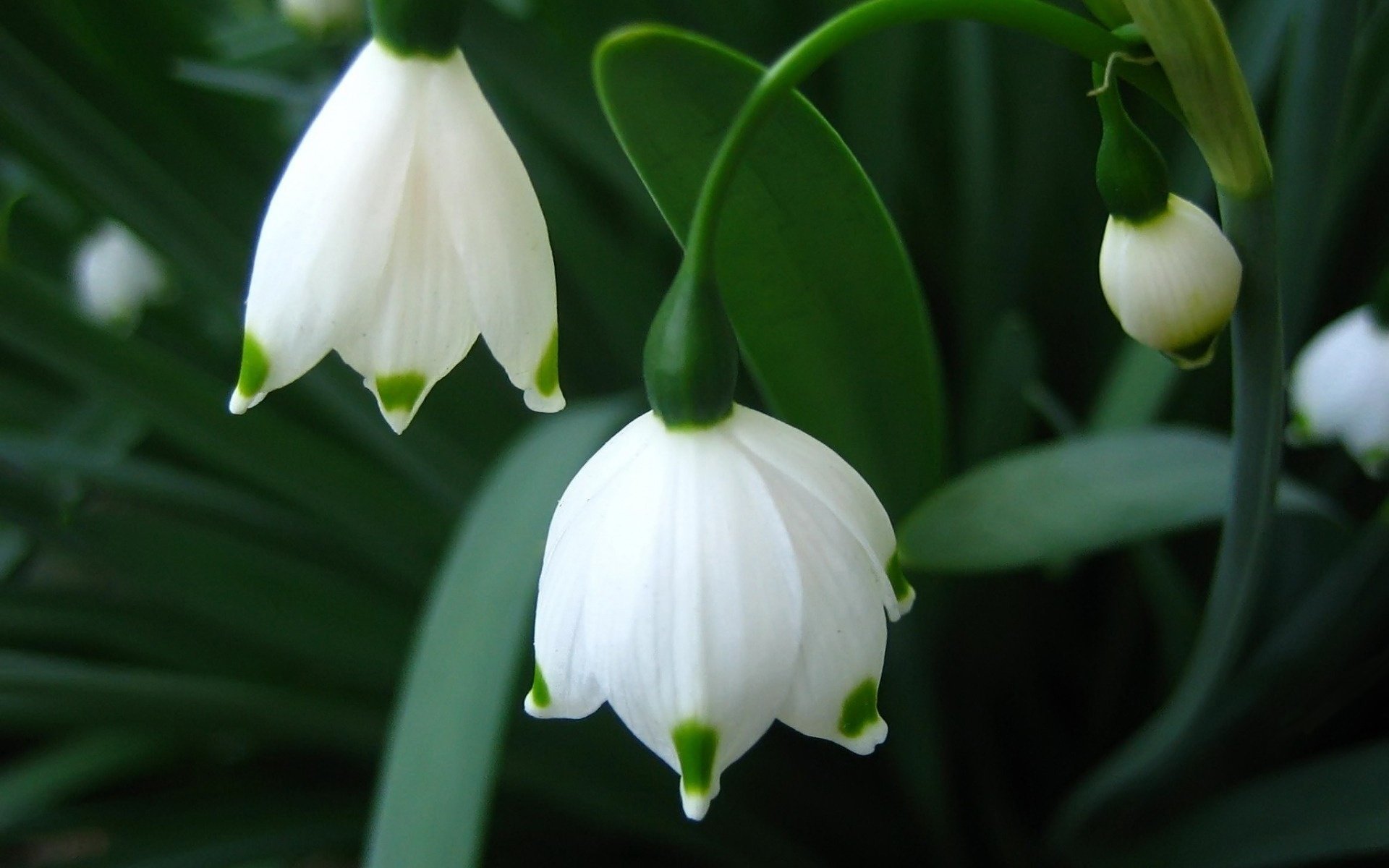 Download Flower Nature Snowdrop HD Wallpaper