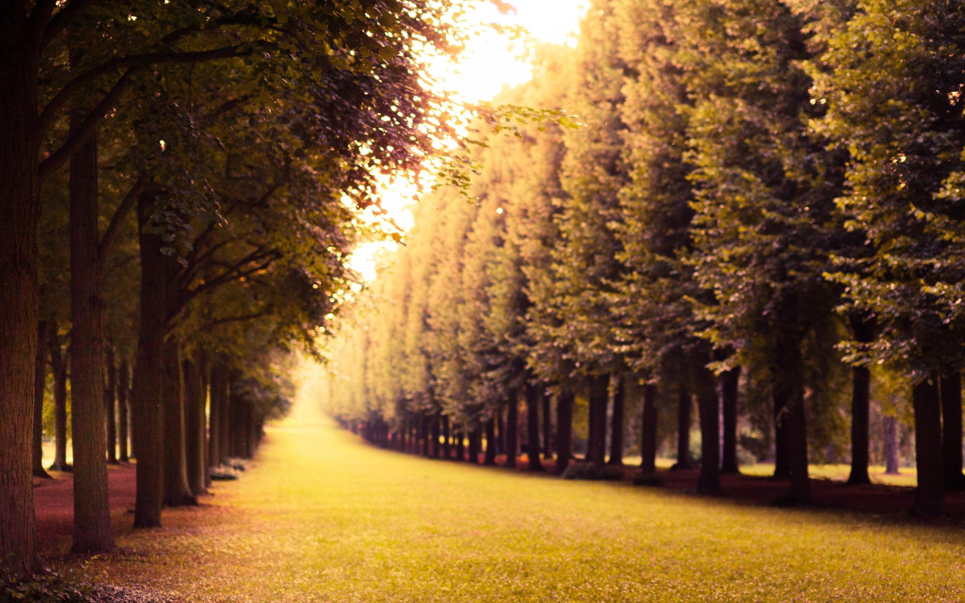 Download Nature Path HD Wallpaper