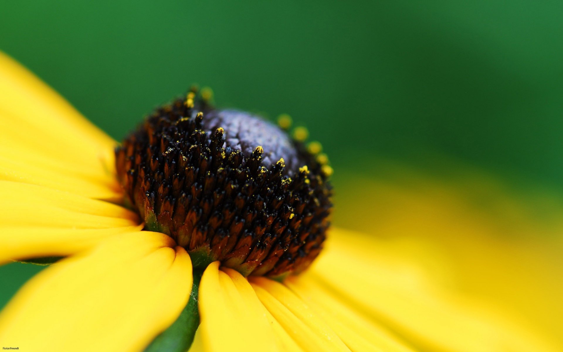 Download Nature Close-up HD Wallpaper