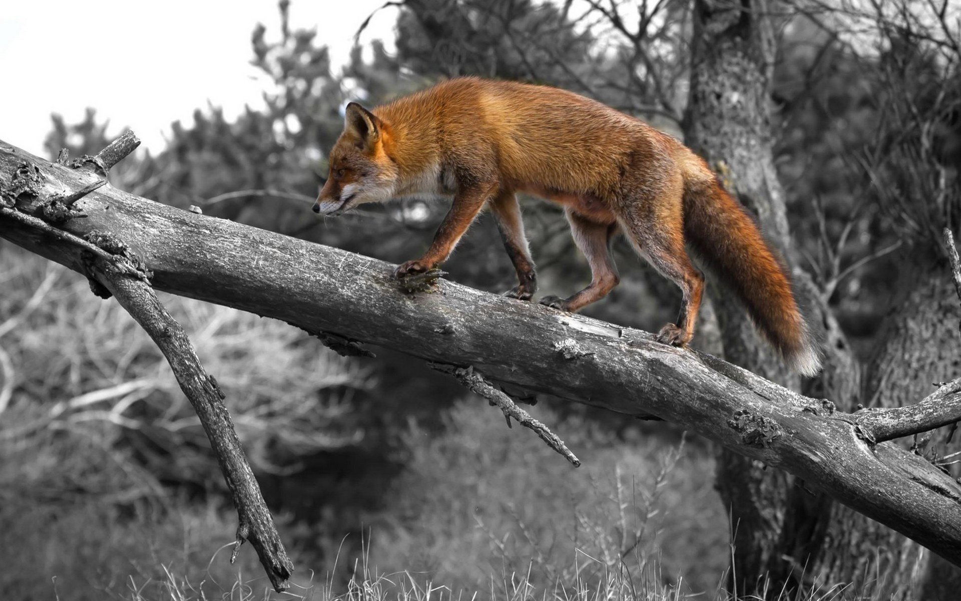 HD Fox Wallpaper in Natural Habitat