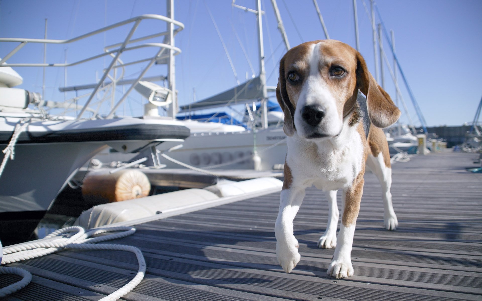Download Dog Animal Beagle HD Wallpaper | 1920x1200 | Wallpaper Abyss