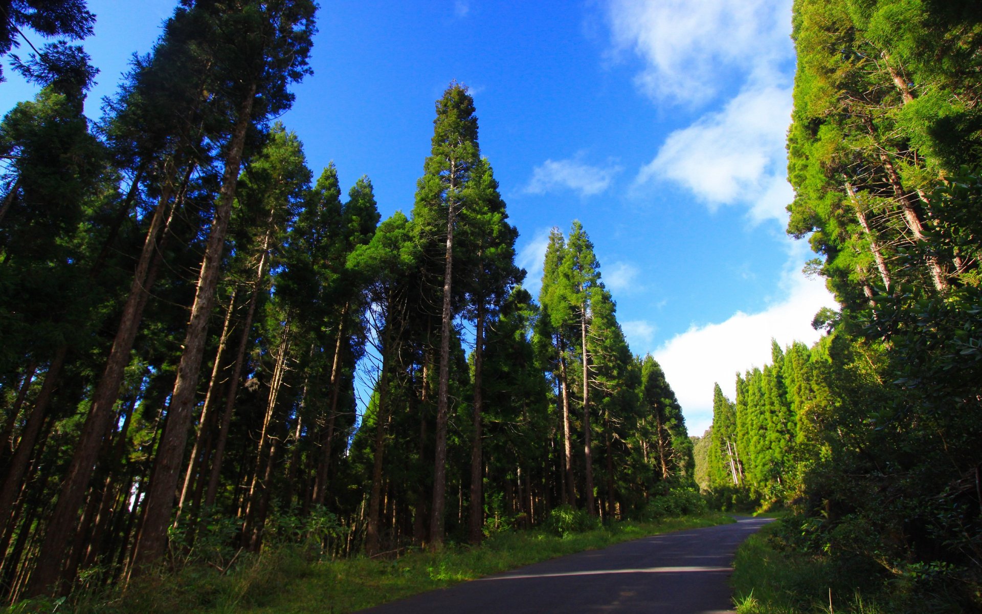 2K Quad HD — Sunlit Forest Canopy Wallpaper | 2560x1600 | Wallpaper Abyss