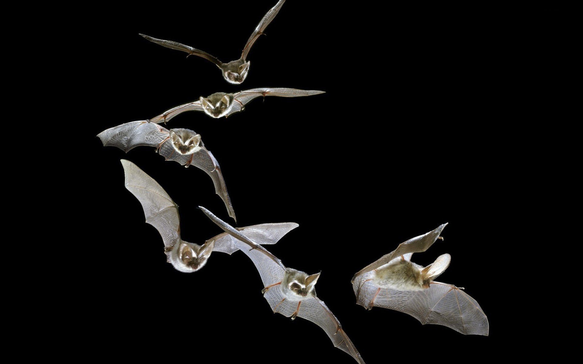 Majestic Bats in Flight HD Wallpaper