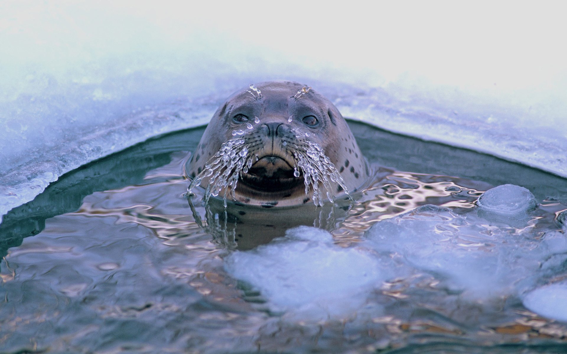 Download Animal Seal HD Wallpaper