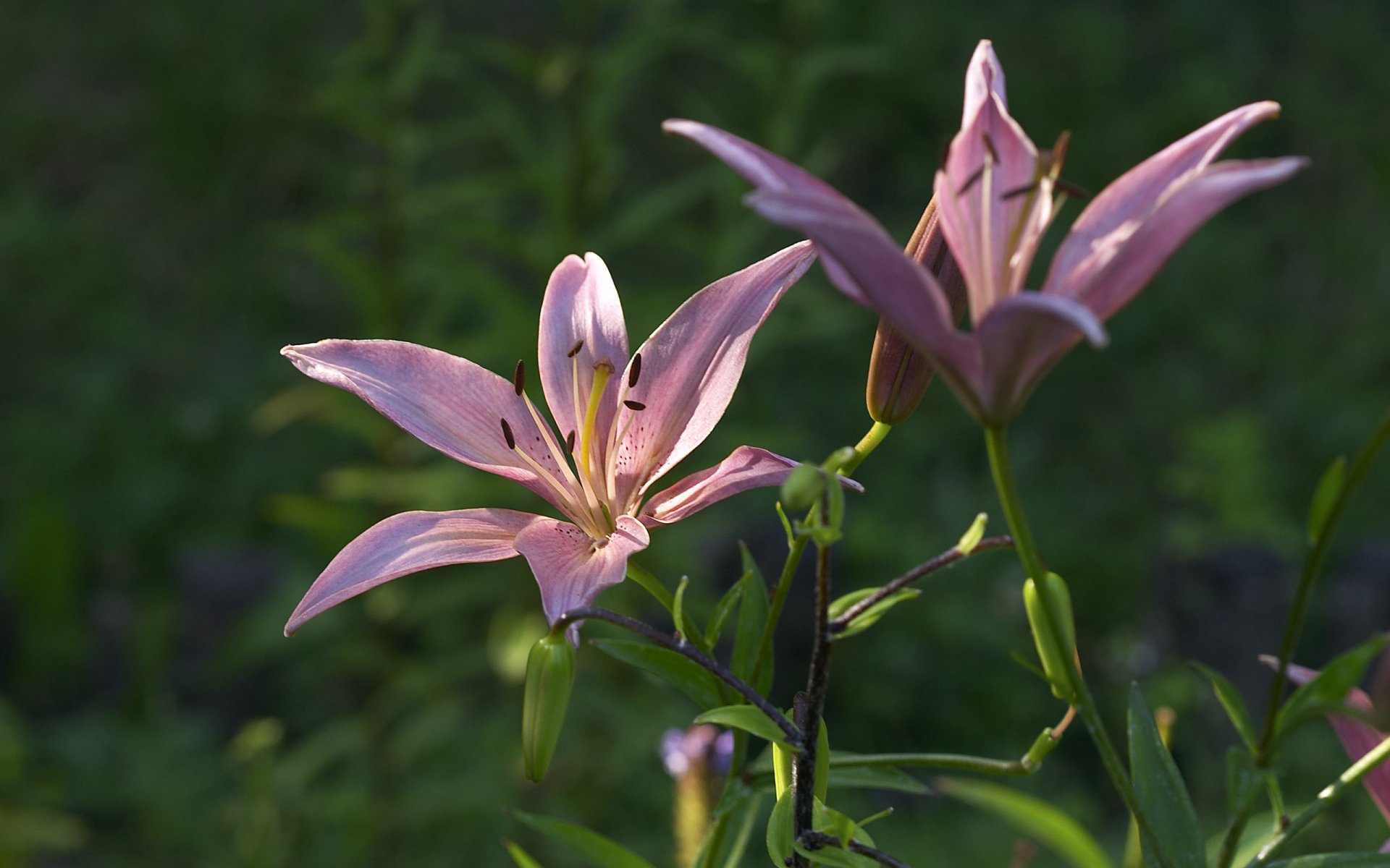 Download Flower Nature Lily HD Wallpaper