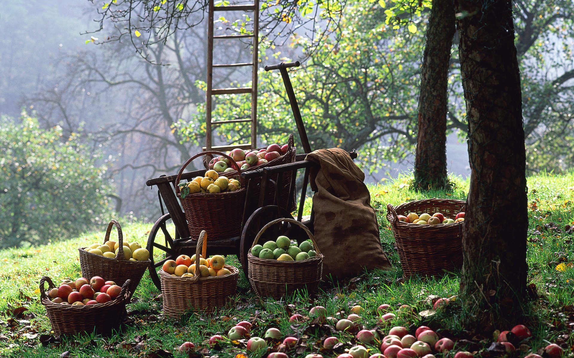 Harvest Bounty: Crisp Apples in a Serene Orchard HD Wallpaper