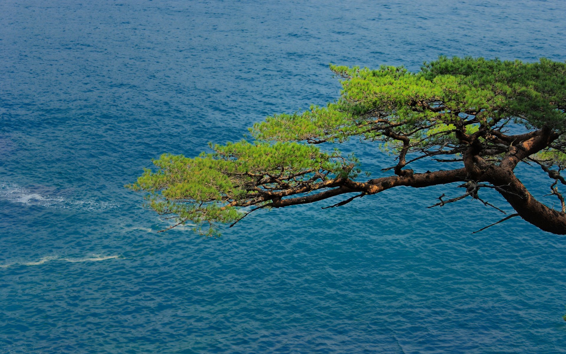 Download Nature Water HD Wallpaper | 2560x1600 | Wallpaper Abyss