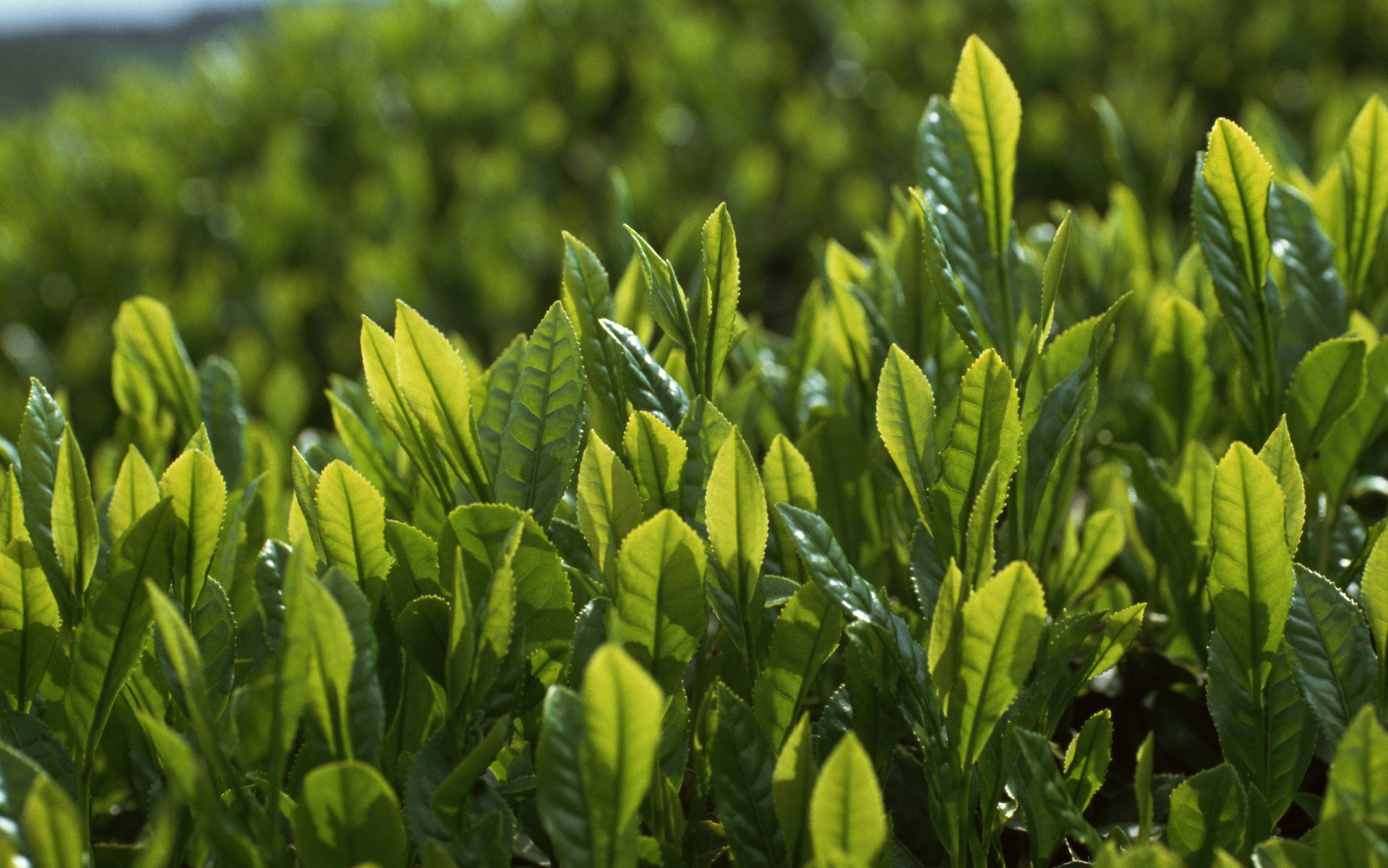 Download Nature Leaf HD Wallpaper | 2560x1600 | Wallpaper Abyss