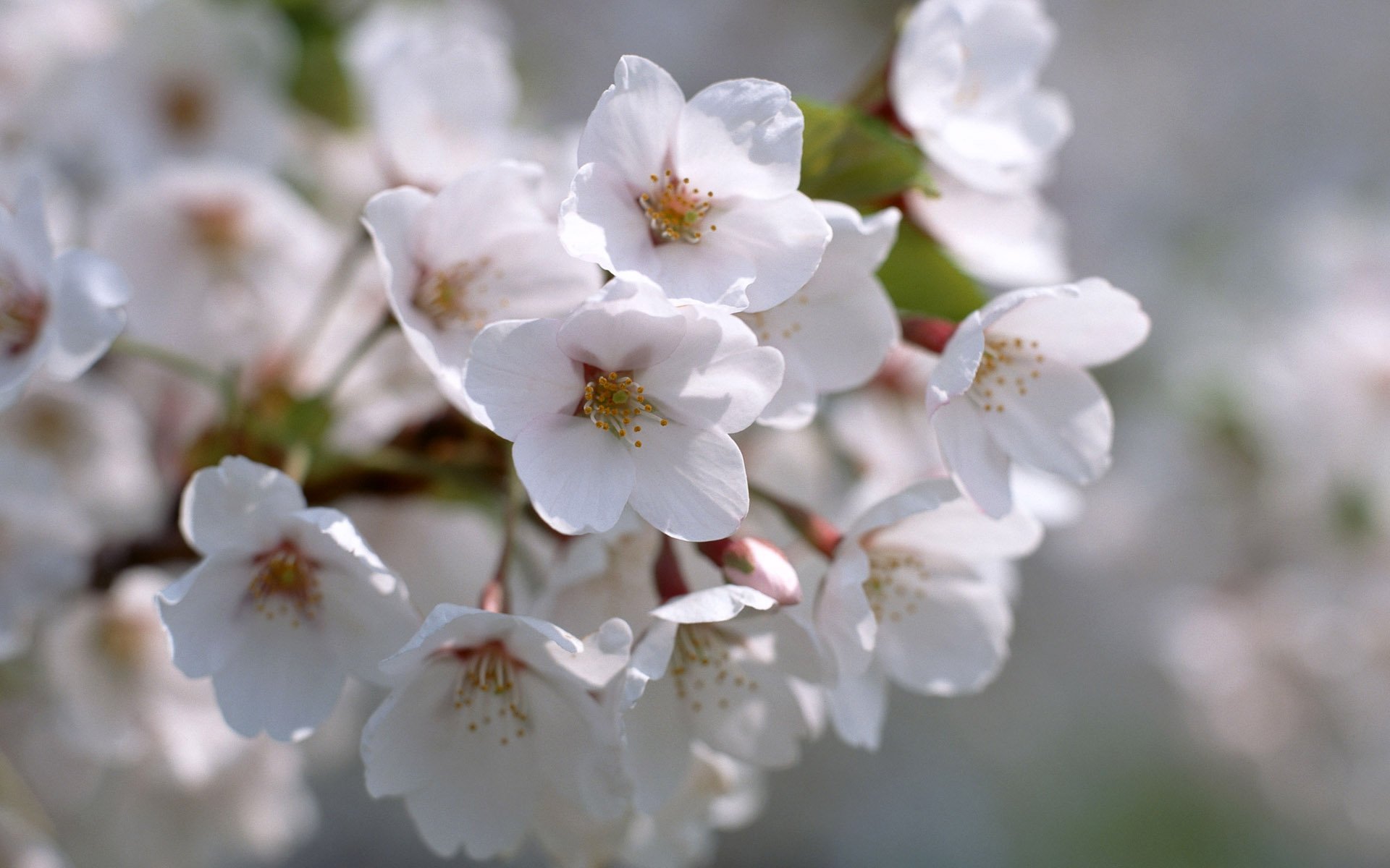 Download Nature Blossom HD Wallpaper | 1920x1200 | Wallpaper Abyss