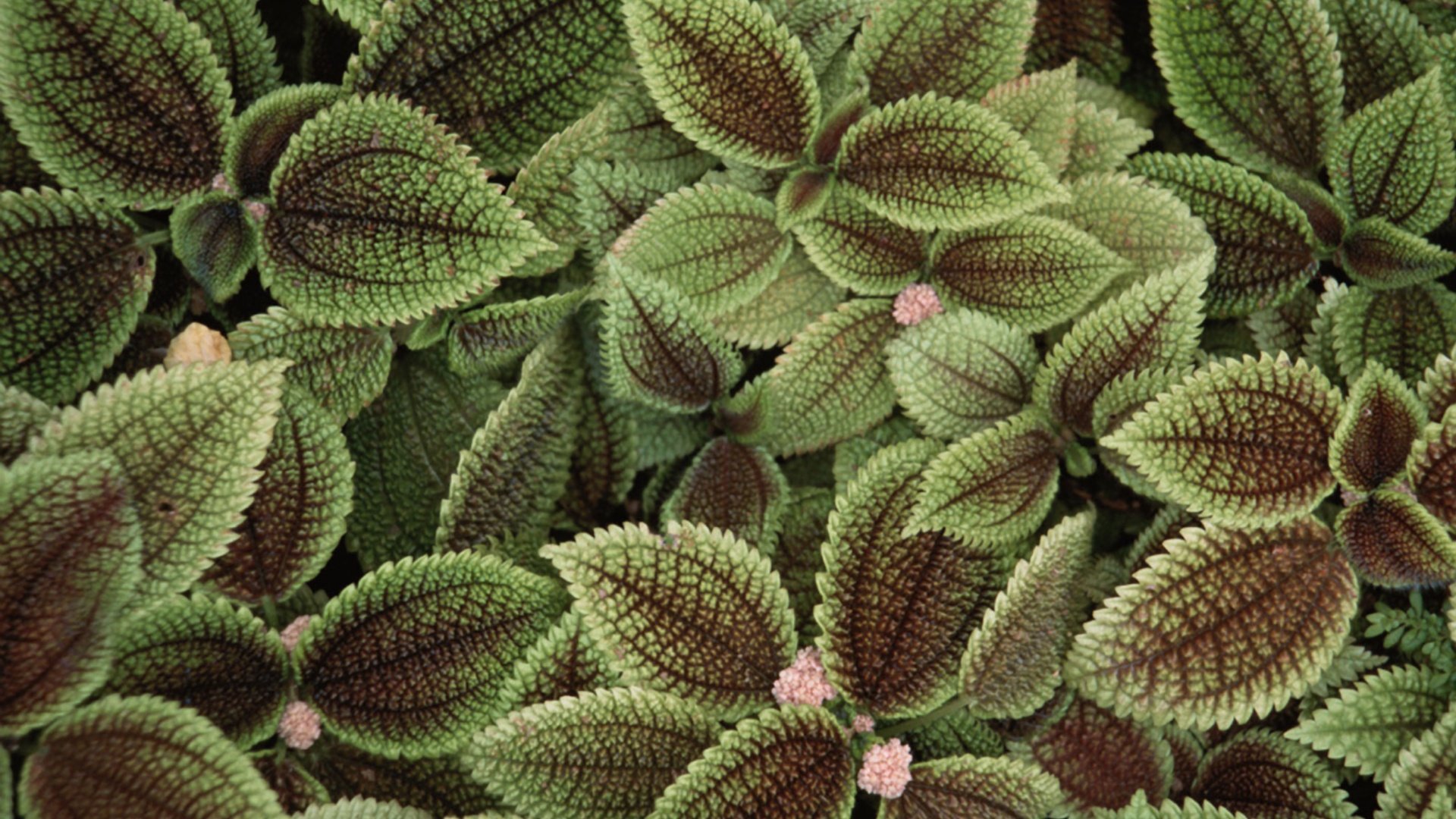 Download Nature Leaf HD Wallpaper