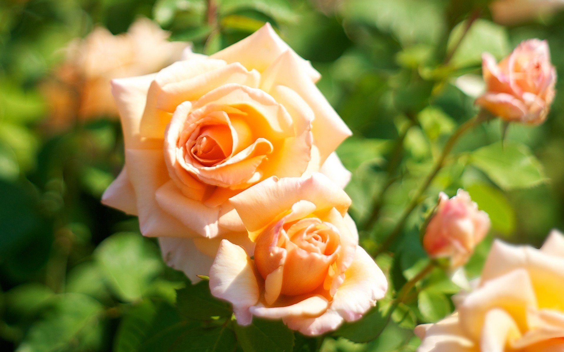 Download Flower Nature Rose HD Wallpaper | 1920x1200 | Wallpaper Abyss