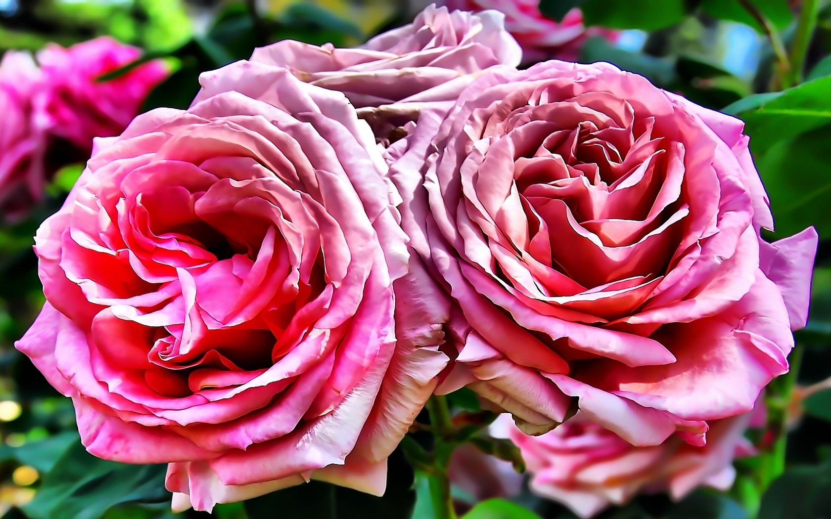 Download Flower Nature Rose Wallpaper