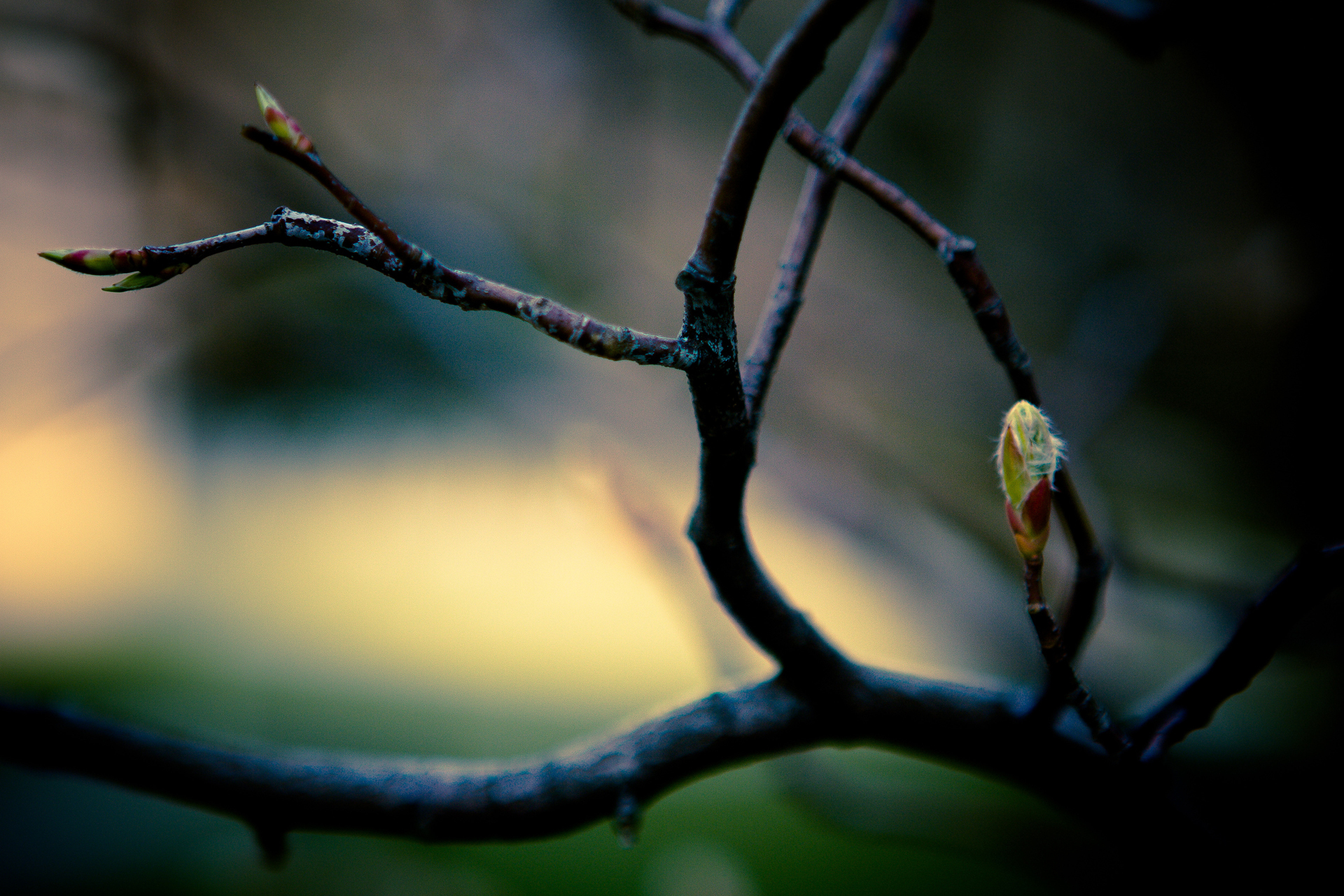 Download Nature Close-up HD Wallpaper