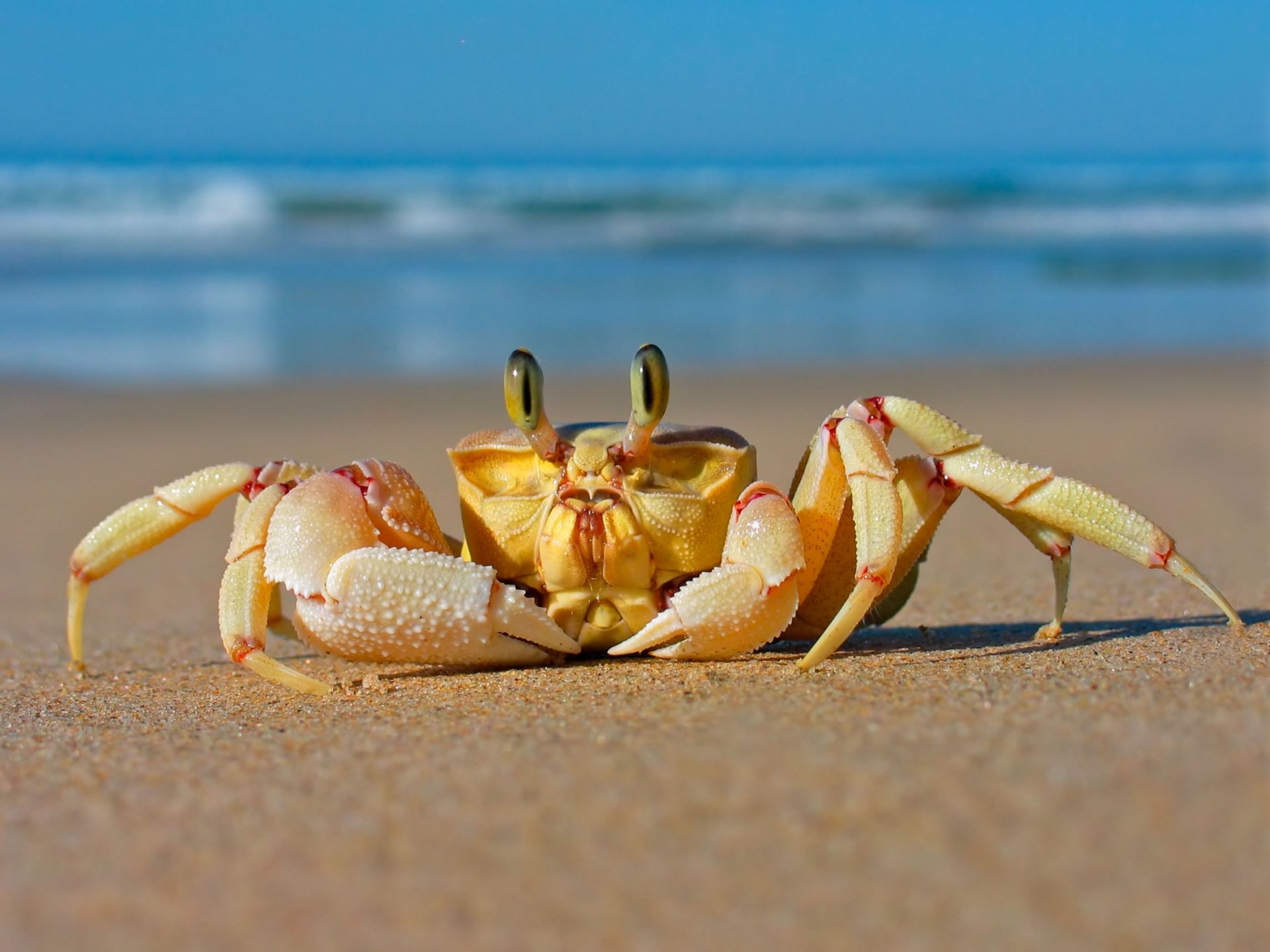 Download Animal Crab HD Wallpaper