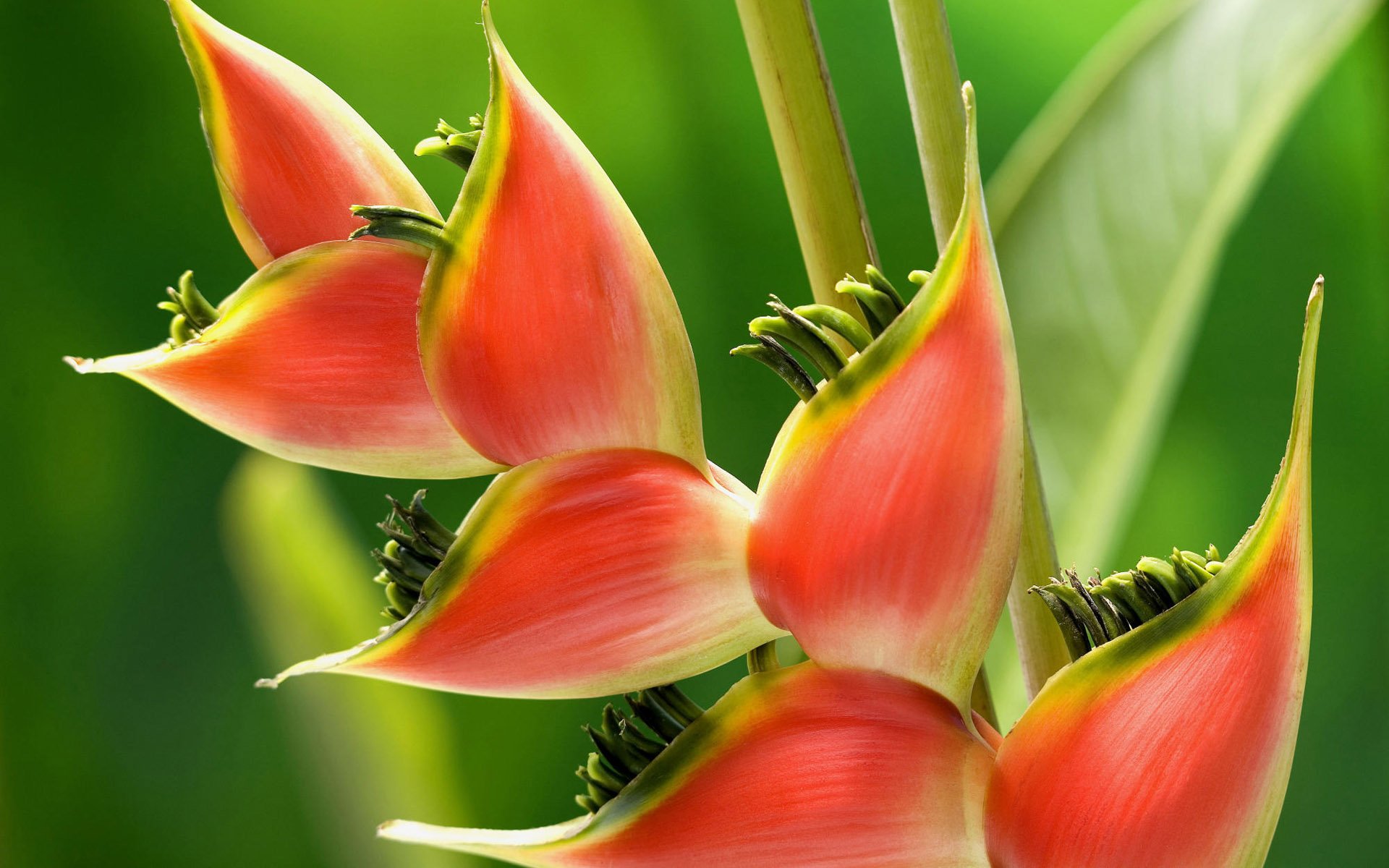 Vibrant Nature Close-Up: HD Floral Beauty | 1920x1200 | Wallpaper Abyss