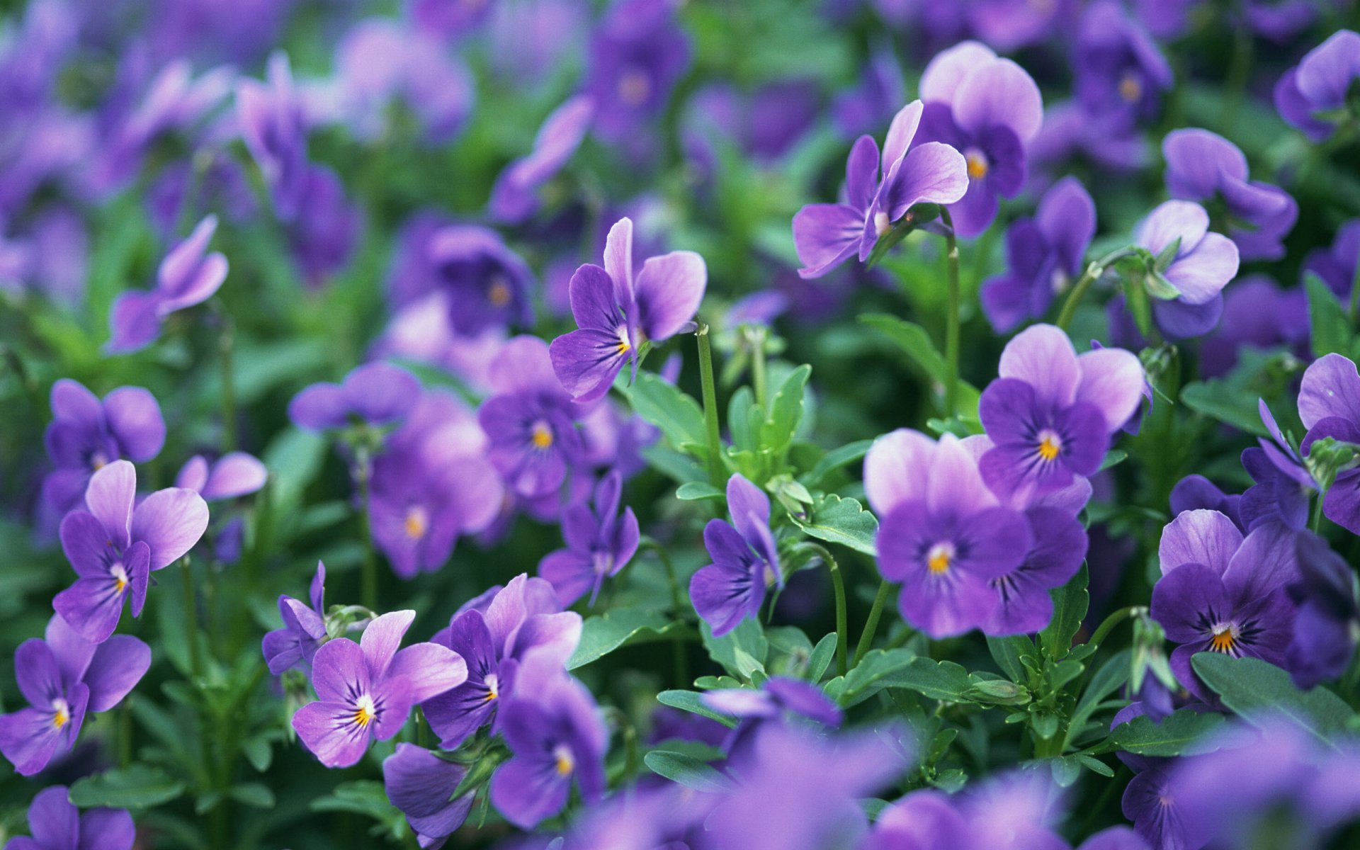 Download Flower Nature Pansy HD Wallpaper
