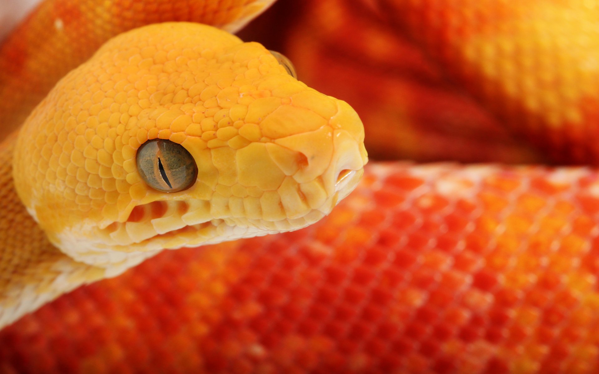 Vibrant Snake HD Wallpaper: Nature's Colorful Serpent