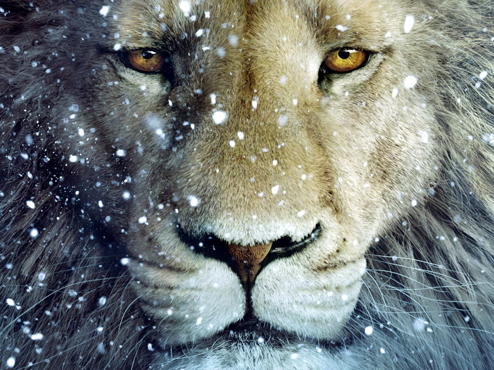 Download Animal Lion Wallpaper