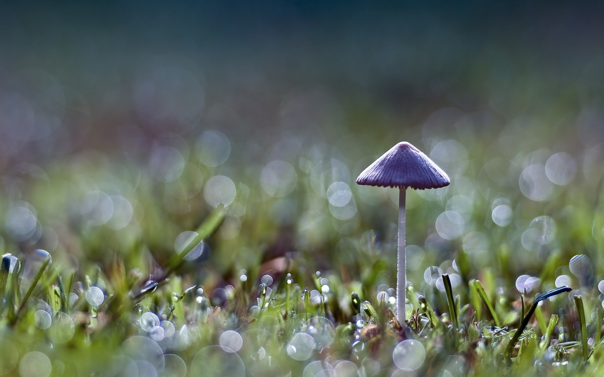 Download Nature Mushroom HD Wallpaper