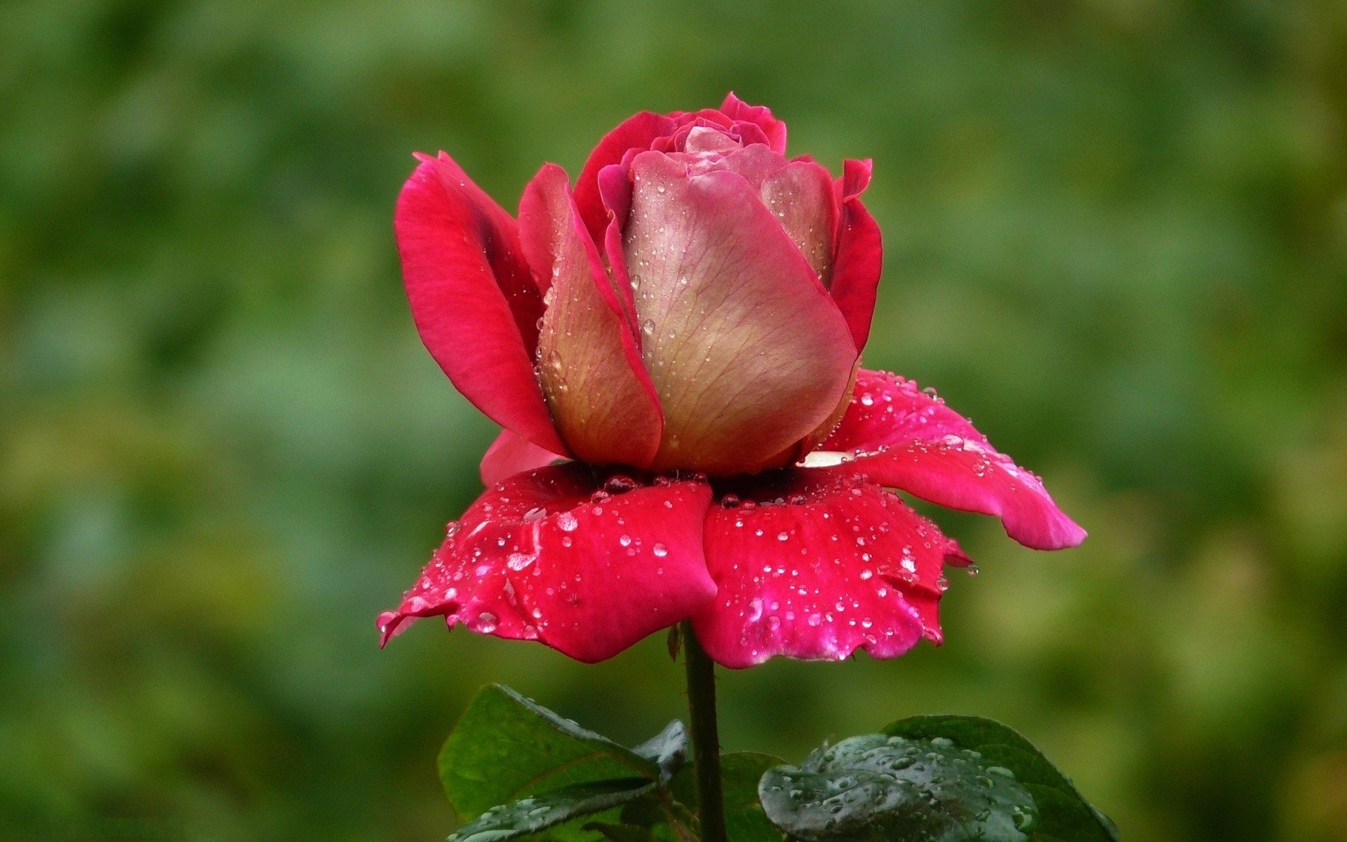 Download Water Drop Flower Nature Rose HD Wallpaper