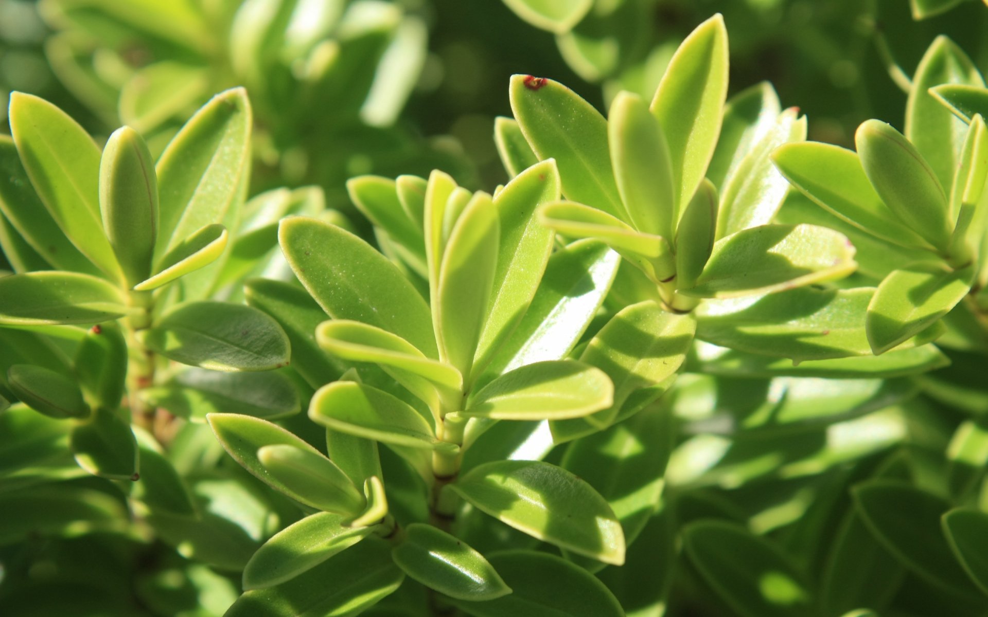 Download Nature Leaf HD Wallpaper | 2560x1600 | Wallpaper Abyss