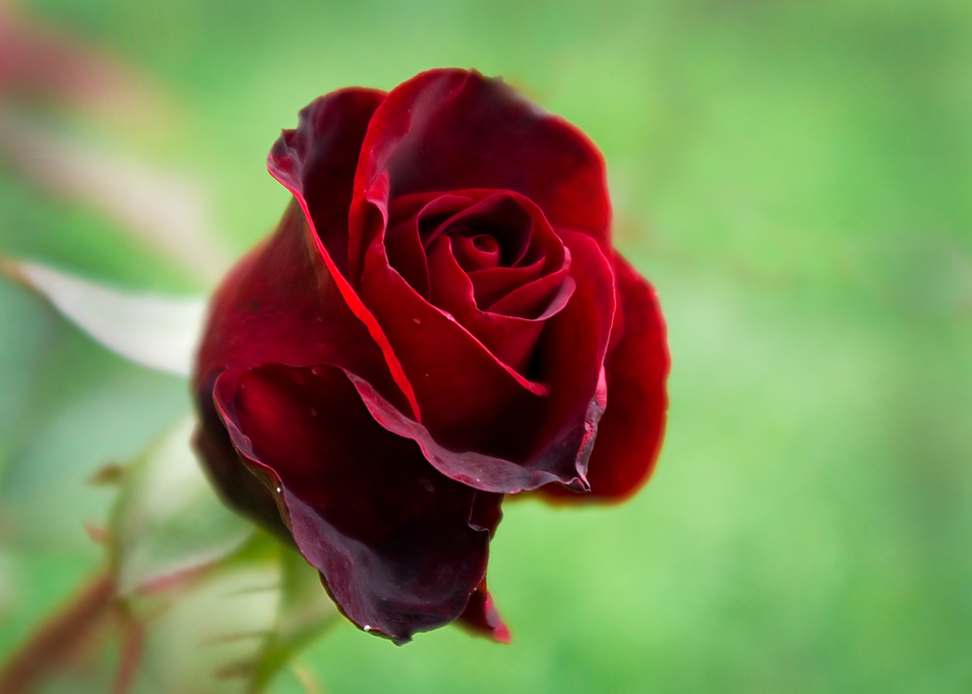 Download Flower Nature Rose HD Wallpaper