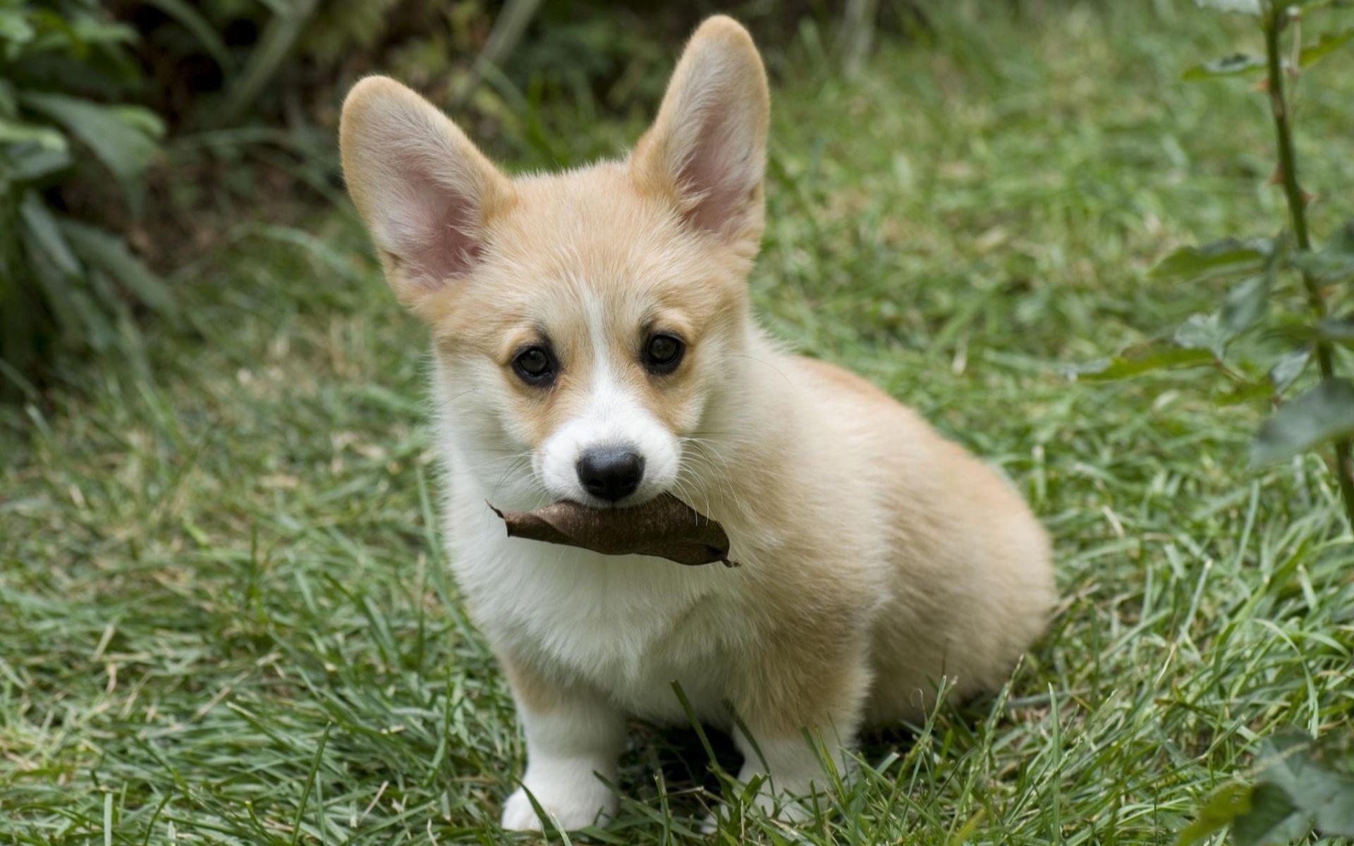 Charming Corgi Puppy HD Wallpaper