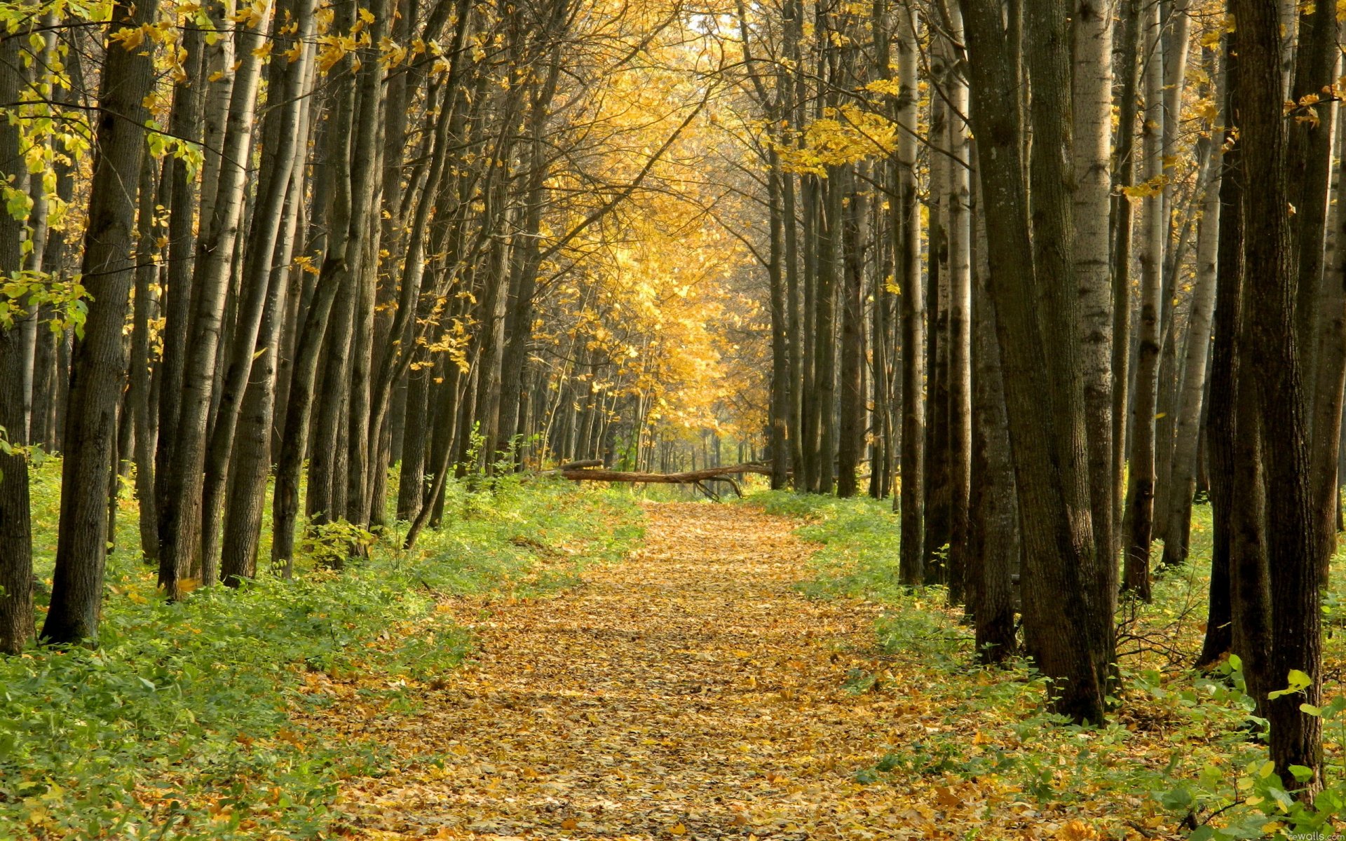 Download Nature Path HD Wallpaper | 2560x1600 | Wallpaper Abyss