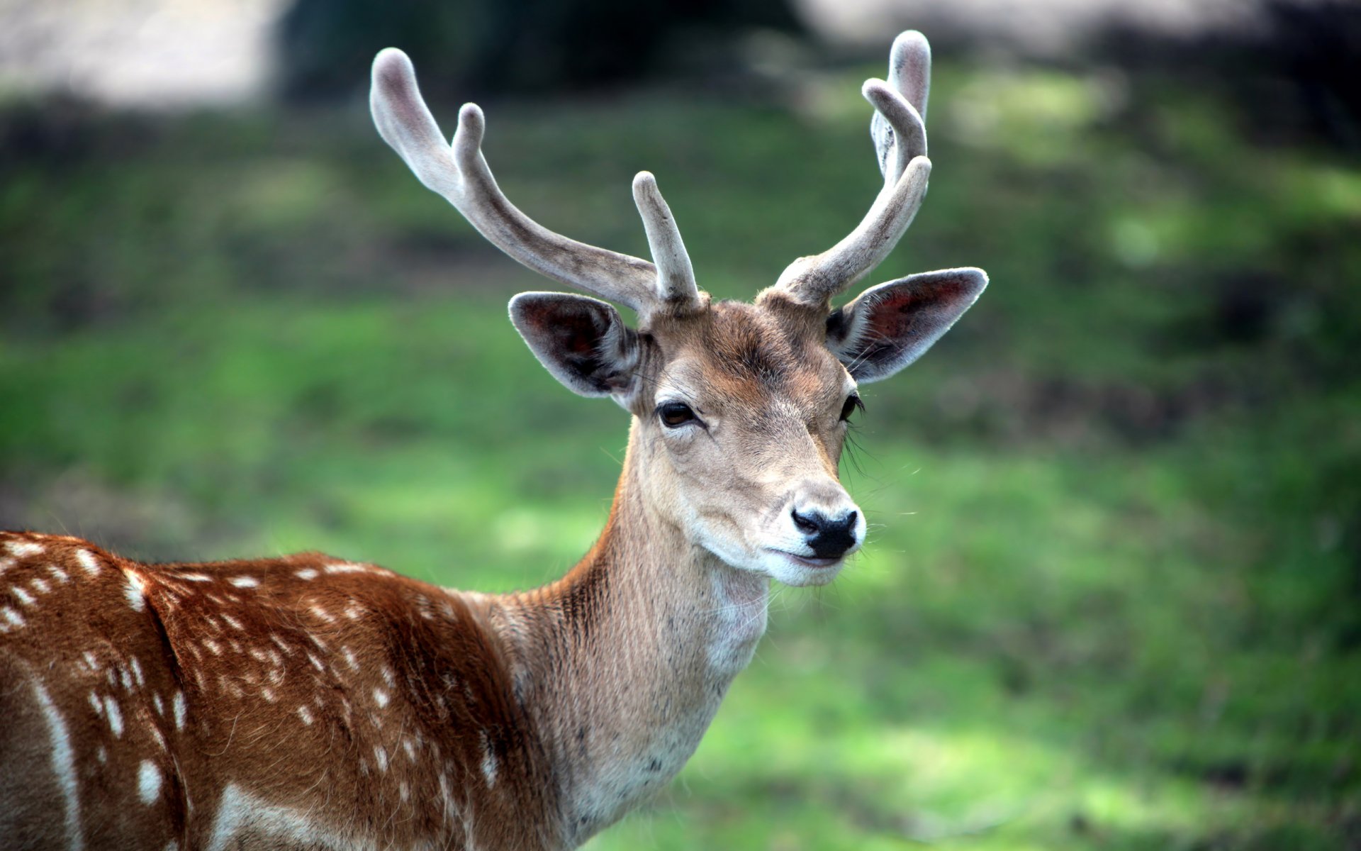 2K Quad HD Woodland Deer — Tranquil Wallpaper | 2560x1600 | Wallpaper Abyss