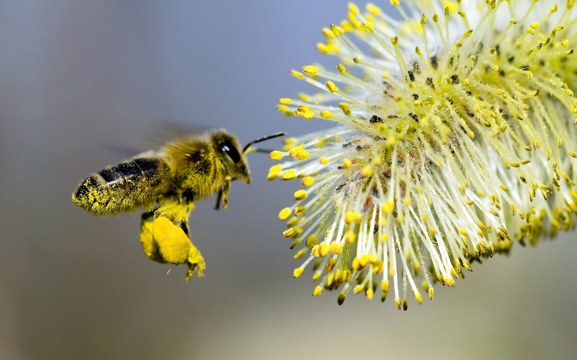 Download Animal Bee HD Wallpaper